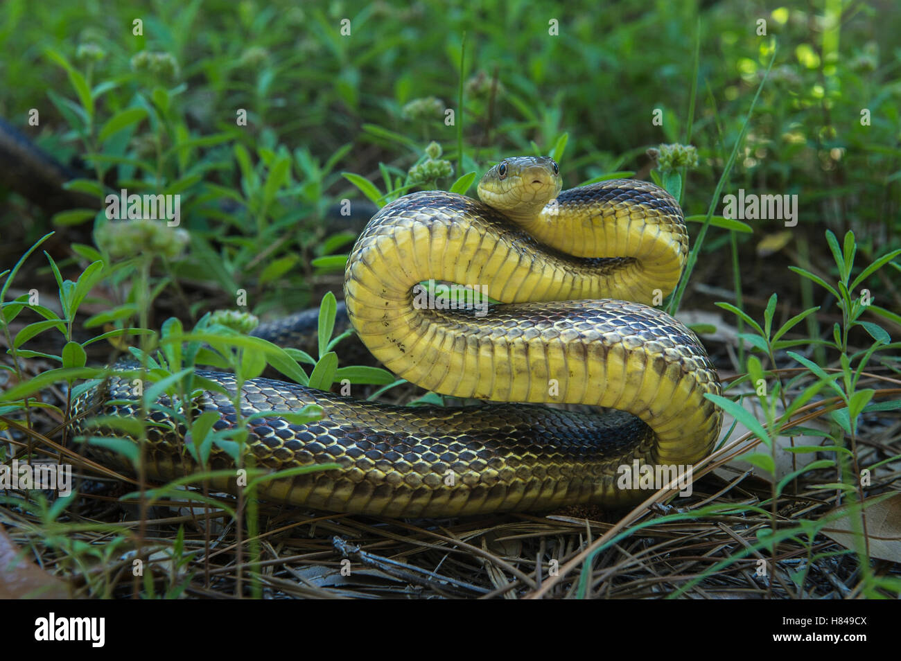 Yellow Rat Snake (Elaphe obsoleta quadrivittata) in defensive posture ...