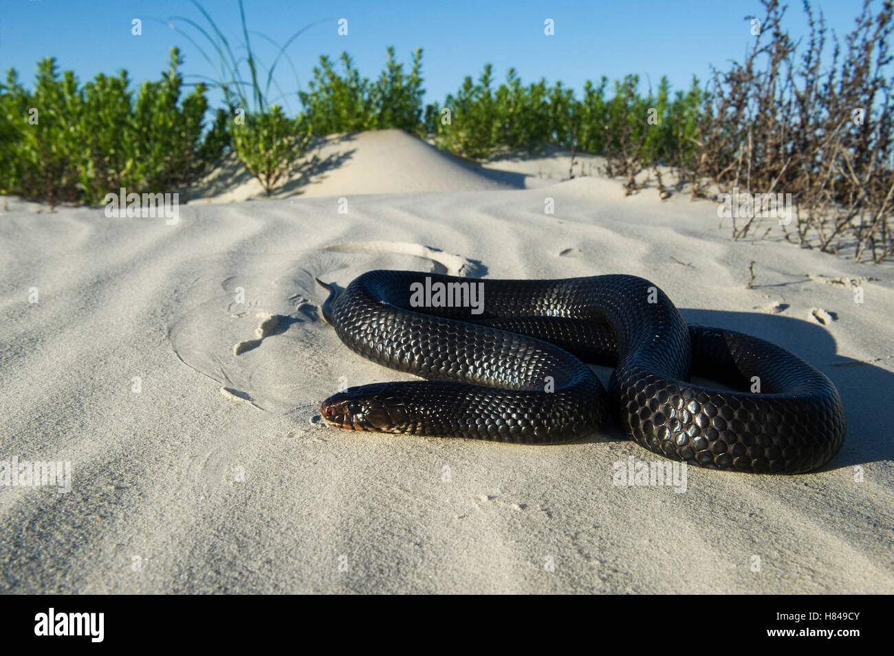 Indigo Snake (Drymarchon corais) on sand dunes, Georgia Stock Photo - Alamy