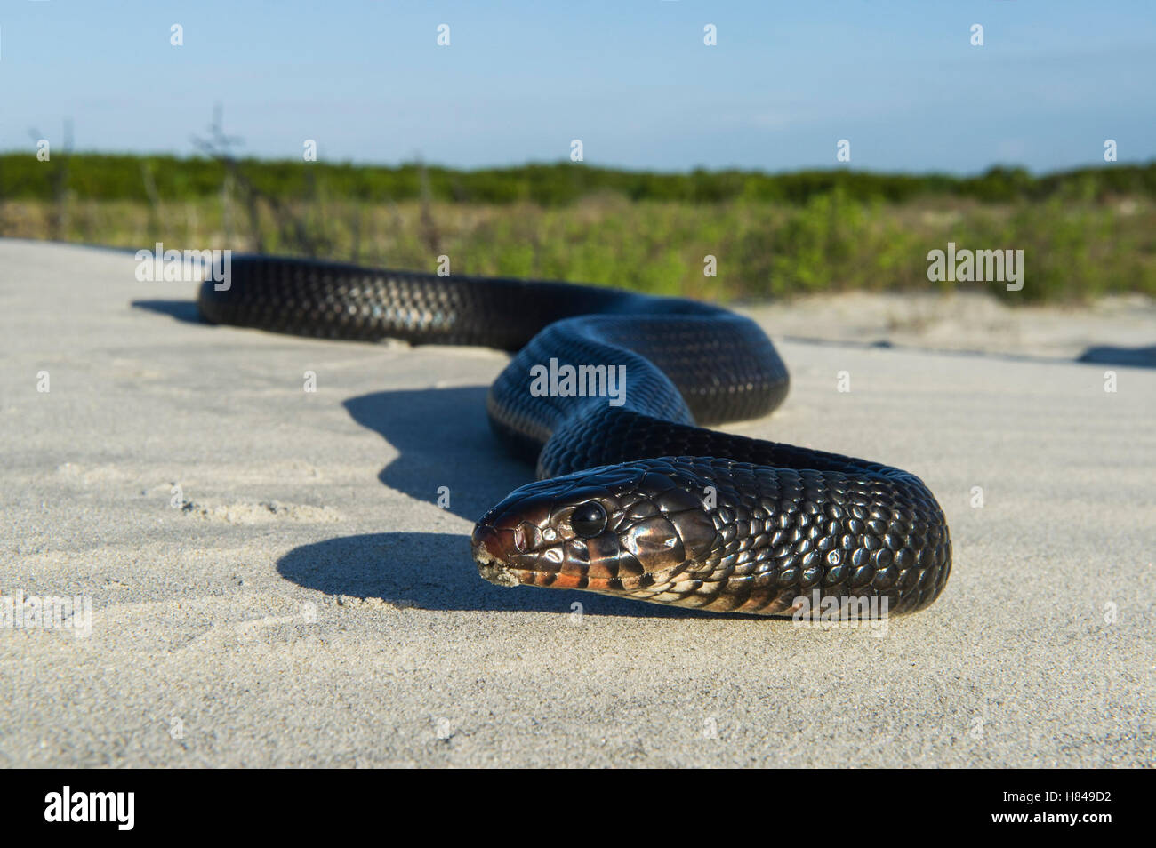 Indigo Snake (Drymarchon corais) on sand dunes, Georgia Stock Photo - Alamy