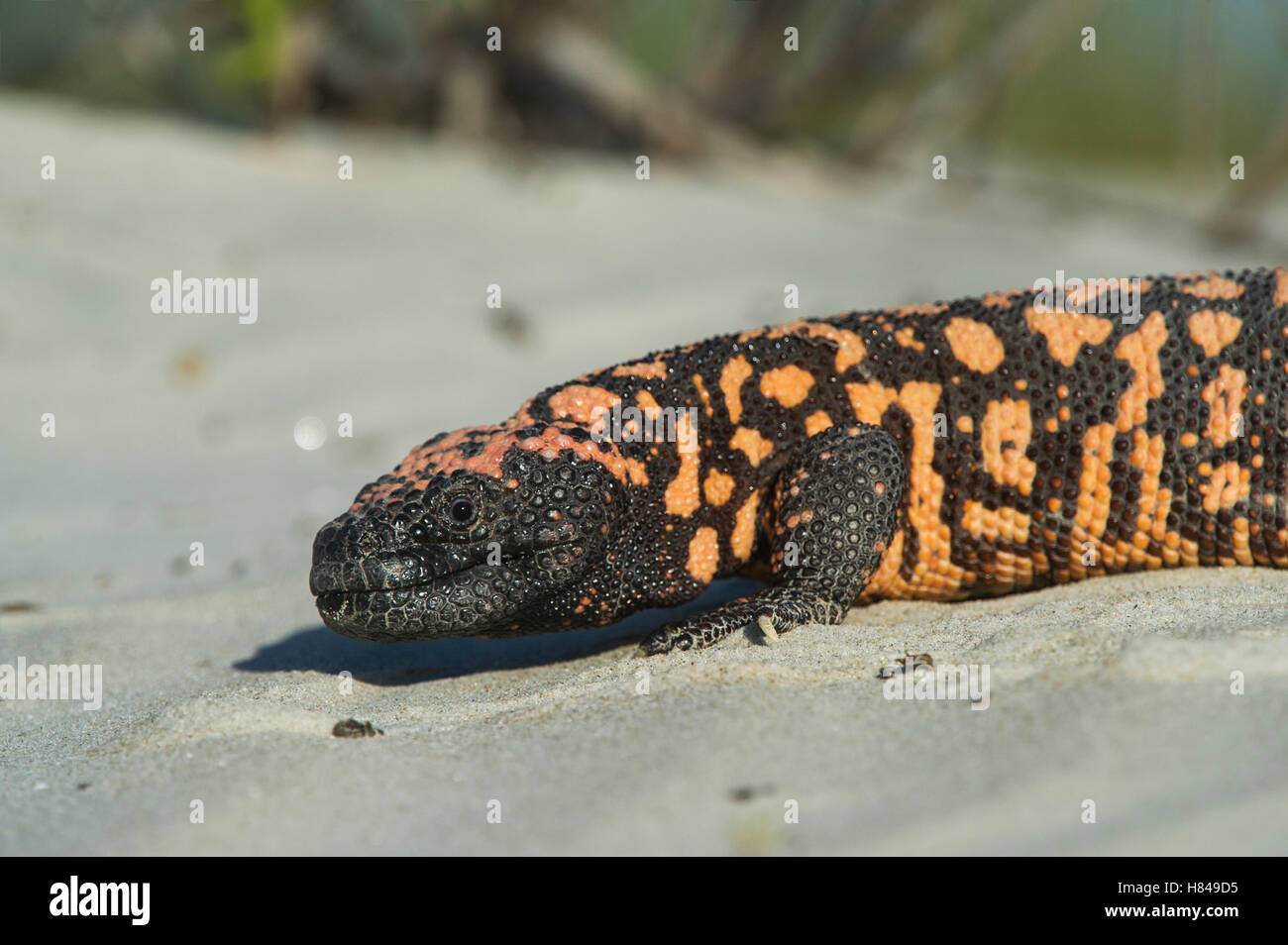 Gila Monster (Heloderma suspectum), native to North America Stock Photo ...