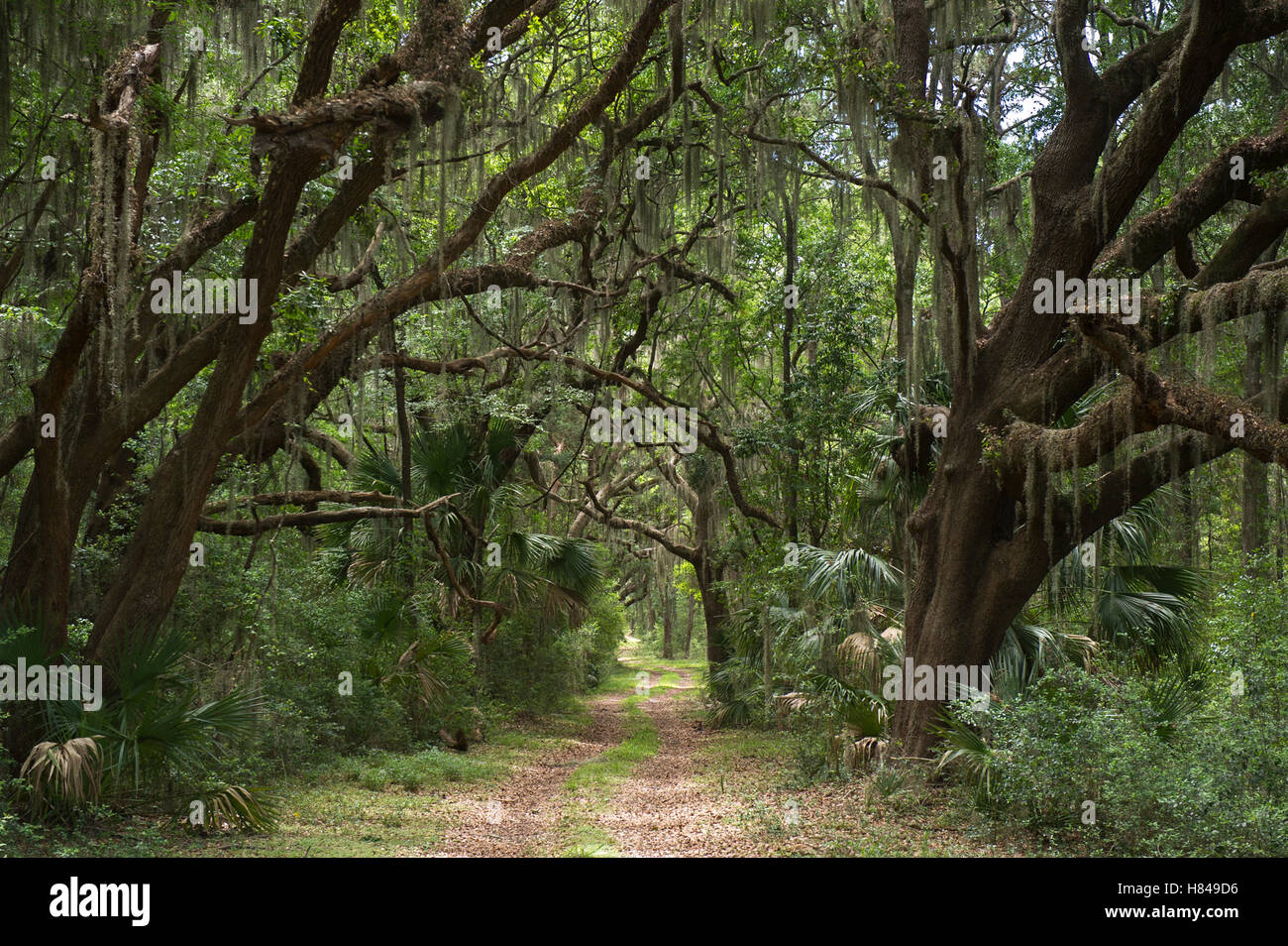 Spanish Moss (Tillandsia usneoides) growing on California Live Oak ...