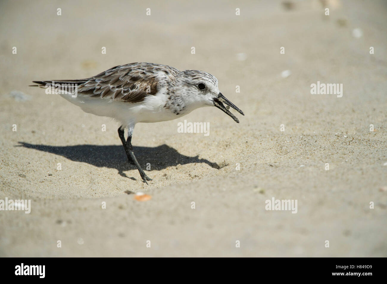 Sanderling (Calidris alba) feeding on Horseshoe Crab (Limulus ...