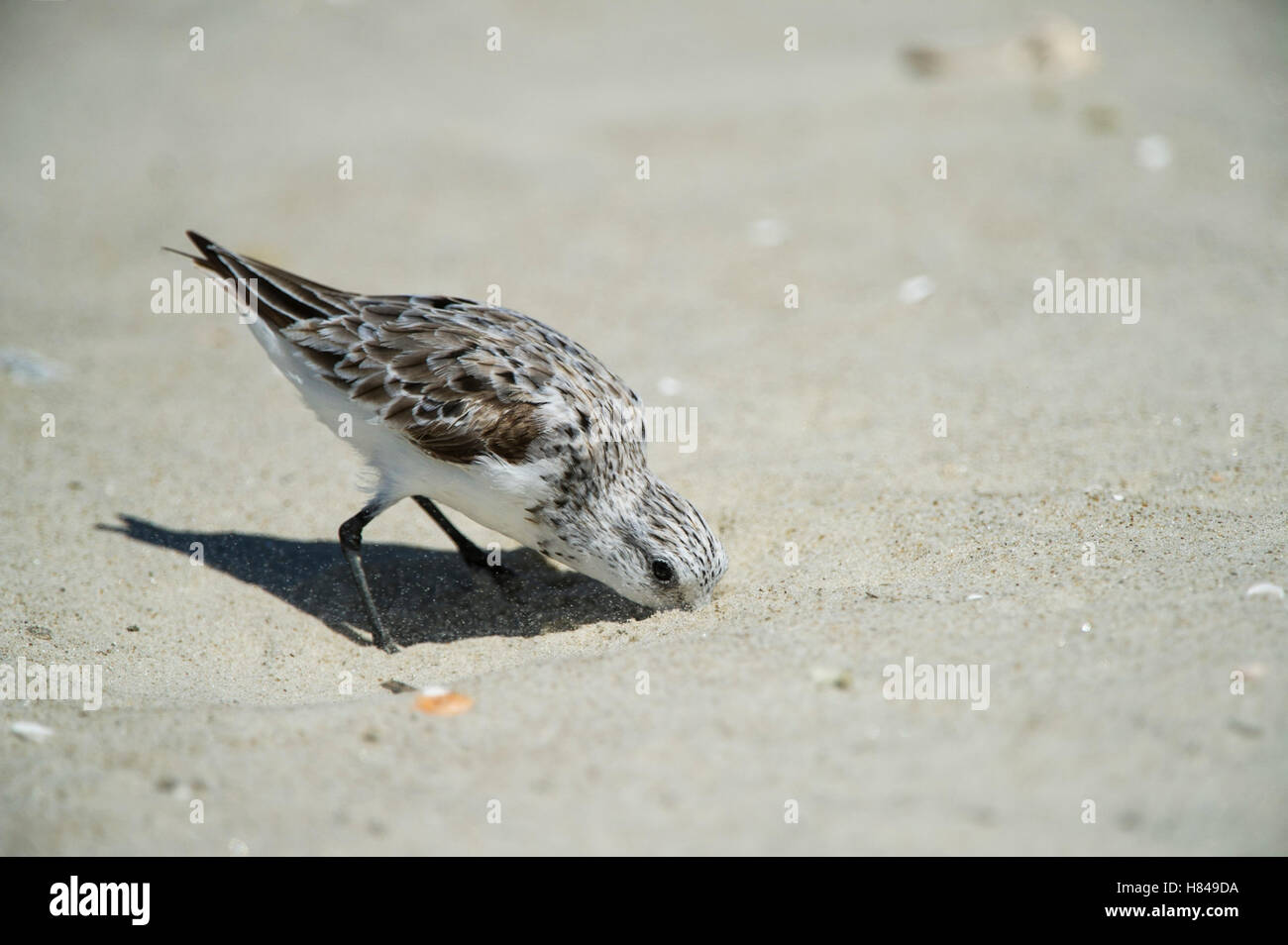 Sanderling (Calidris alba) feeding on Horseshoe Crab (Limulus ...