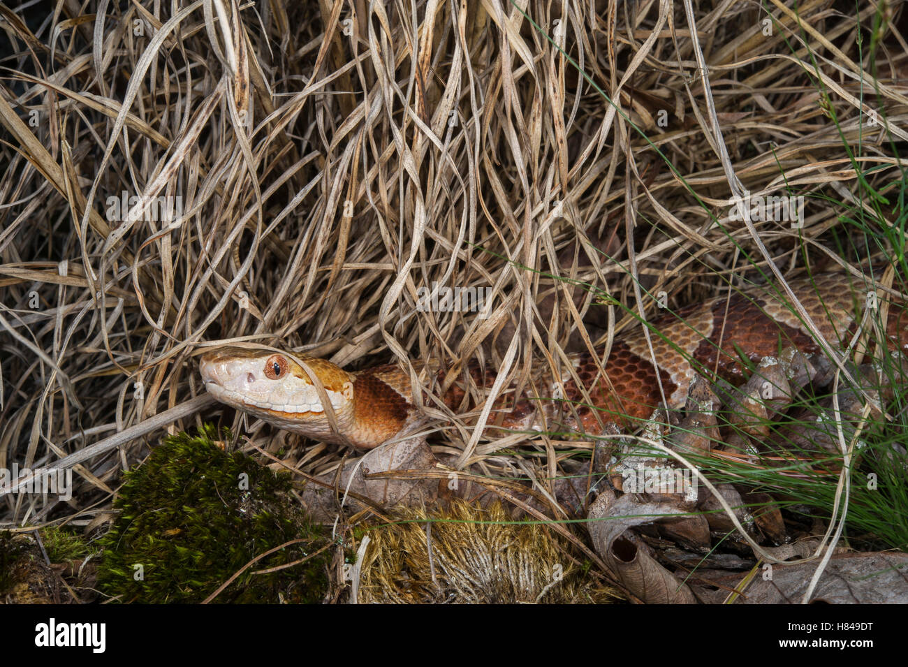 Copperhead (Agkistrodon contortrix) snake, northern Georgia Stock Photo ...