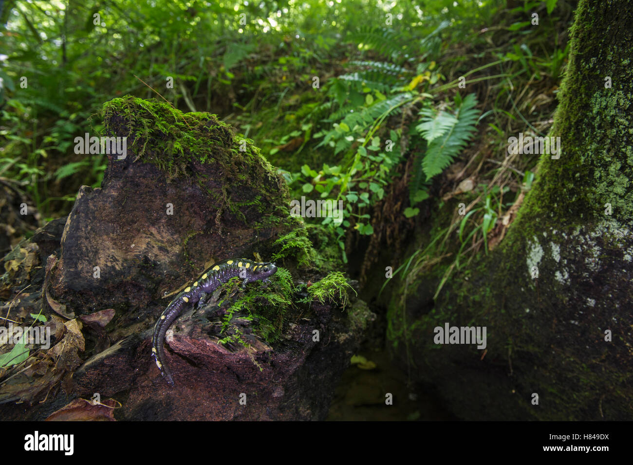 Spotted Salamander (Ambystoma maculatum) in forest, Orianne Indigo ...