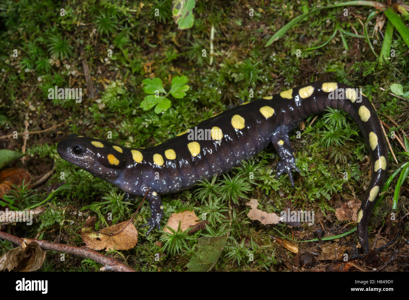 Spotted Salamander (Ambystoma maculatum), Orianne Indigo Snake Preserve ...