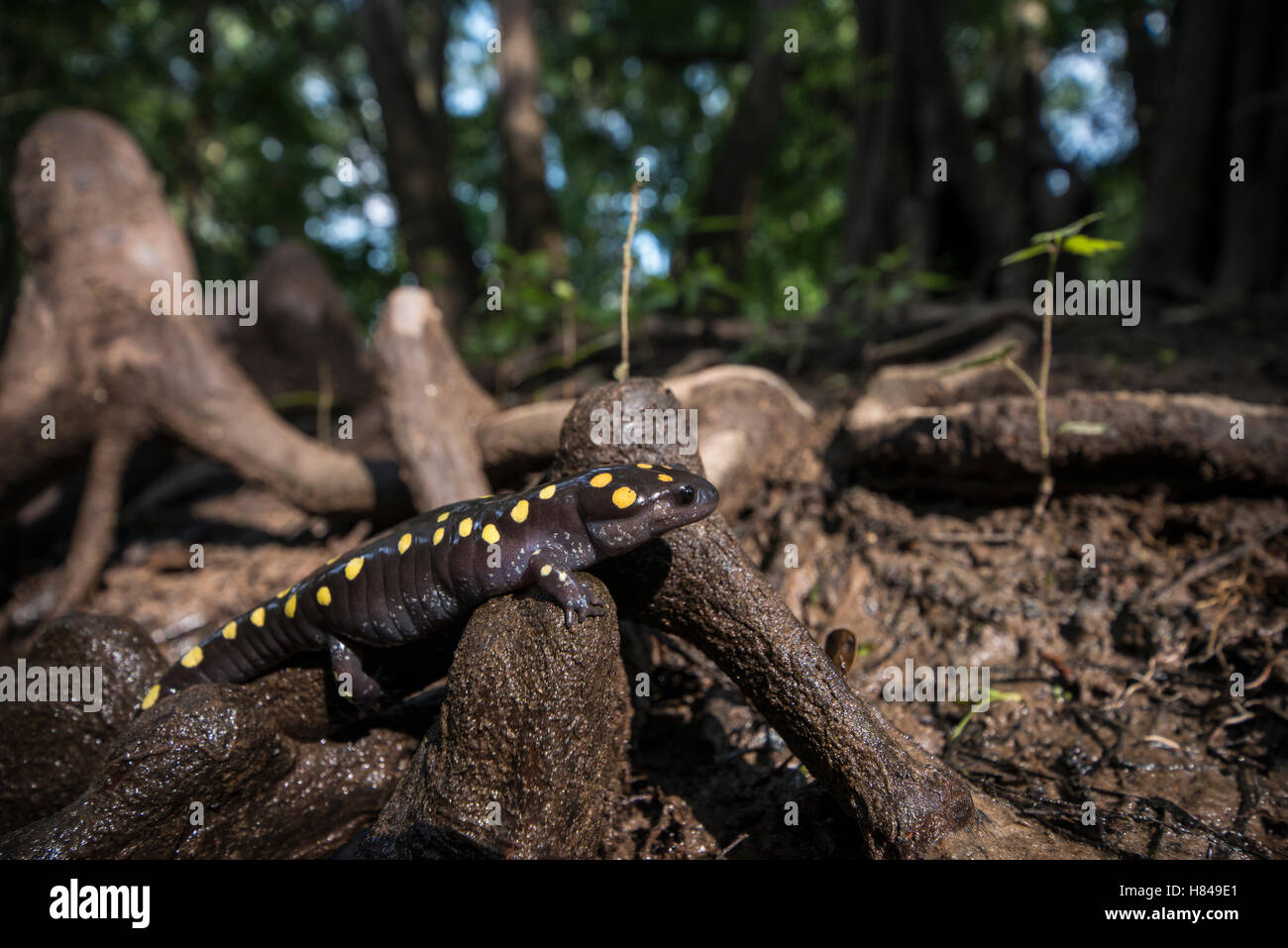 Spotted Salamander (Ambystoma maculatum) in forest, Orianne Indigo ...