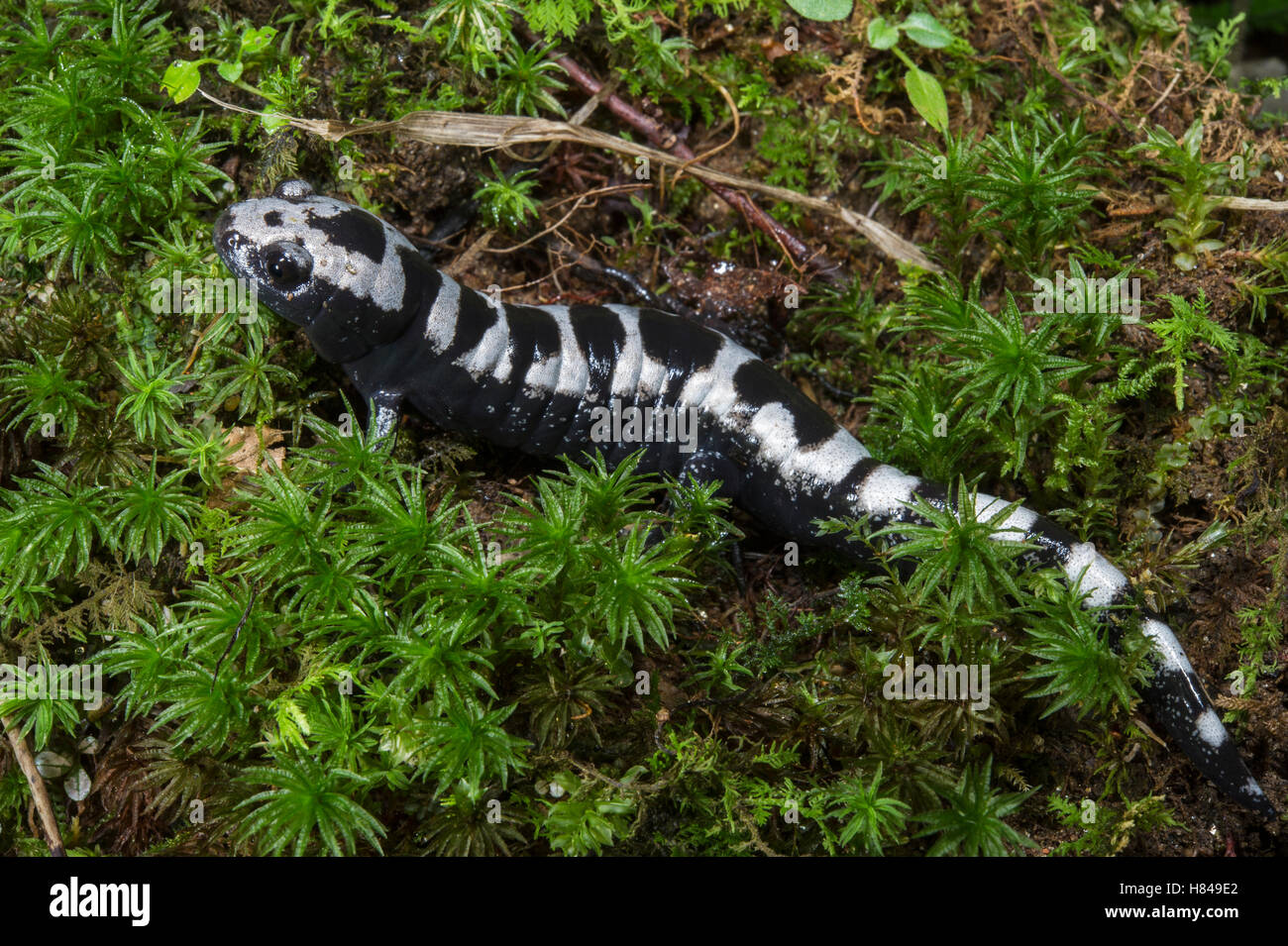 Marbled Salamander (Ambystoma opacum), Orianne Indigo Snake Preserve ...