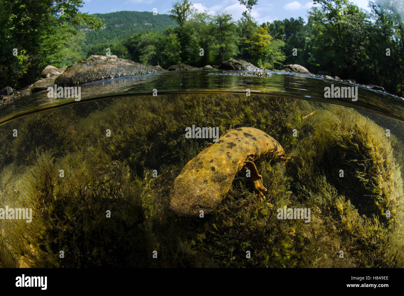 Eastern Hellbender (Cryptobranchus alleganiensis alleganiensis) in ...