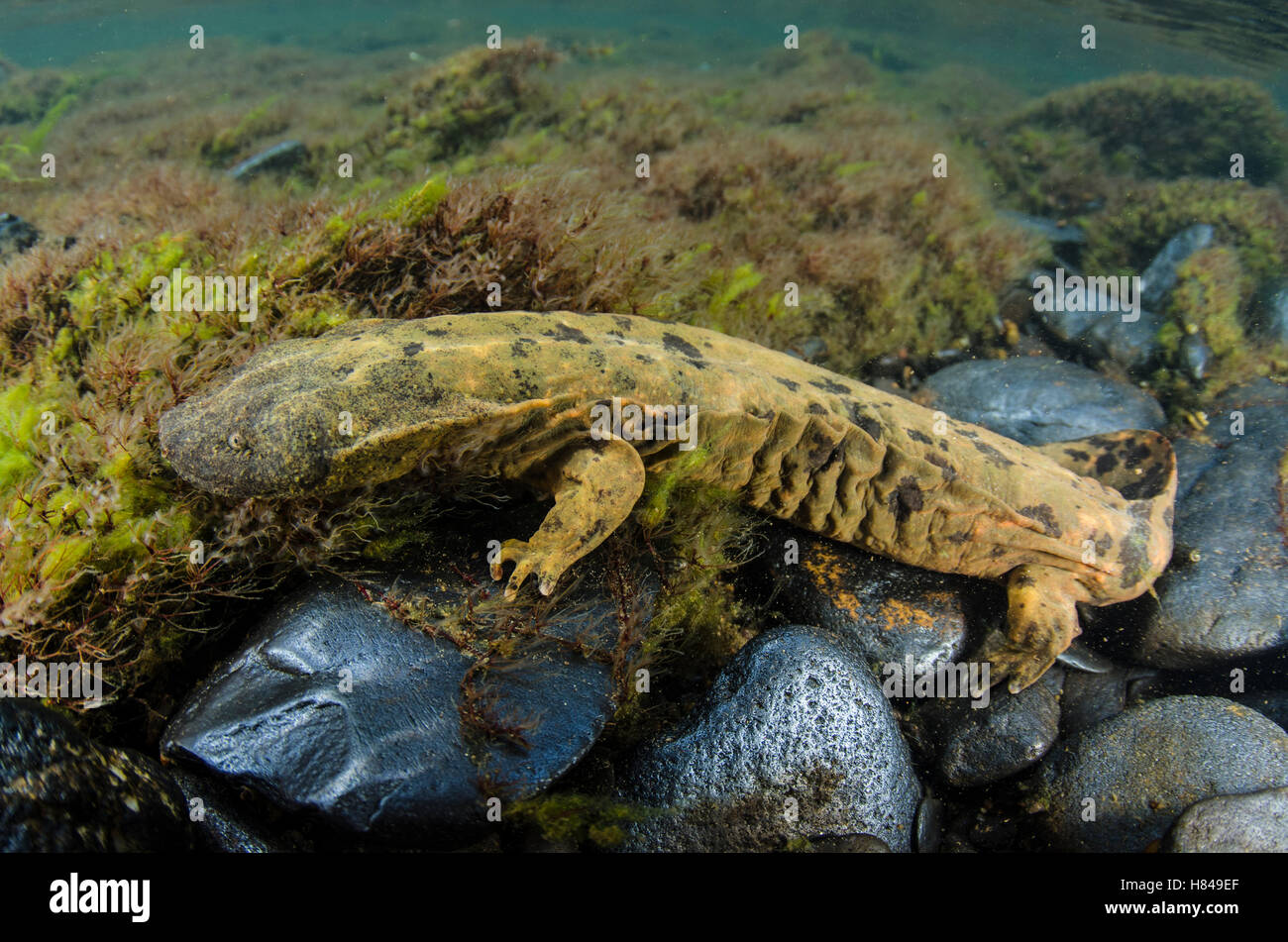 Eastern Hellbender (Cryptobranchus alleganiensis alleganiensis) in river, Hiwassee River ...