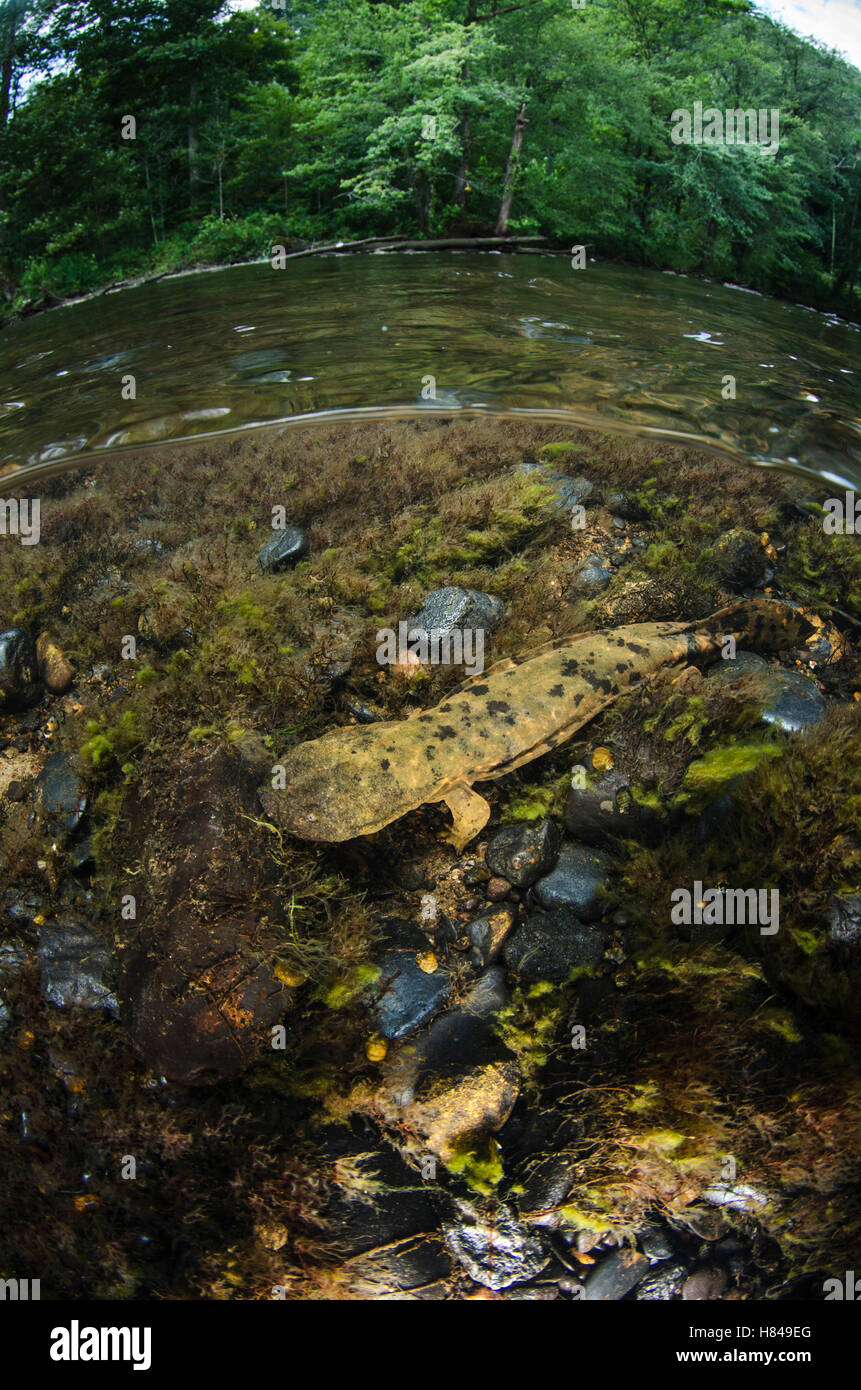 Eastern Hellbender (Cryptobranchus alleganiensis alleganiensis) in ...