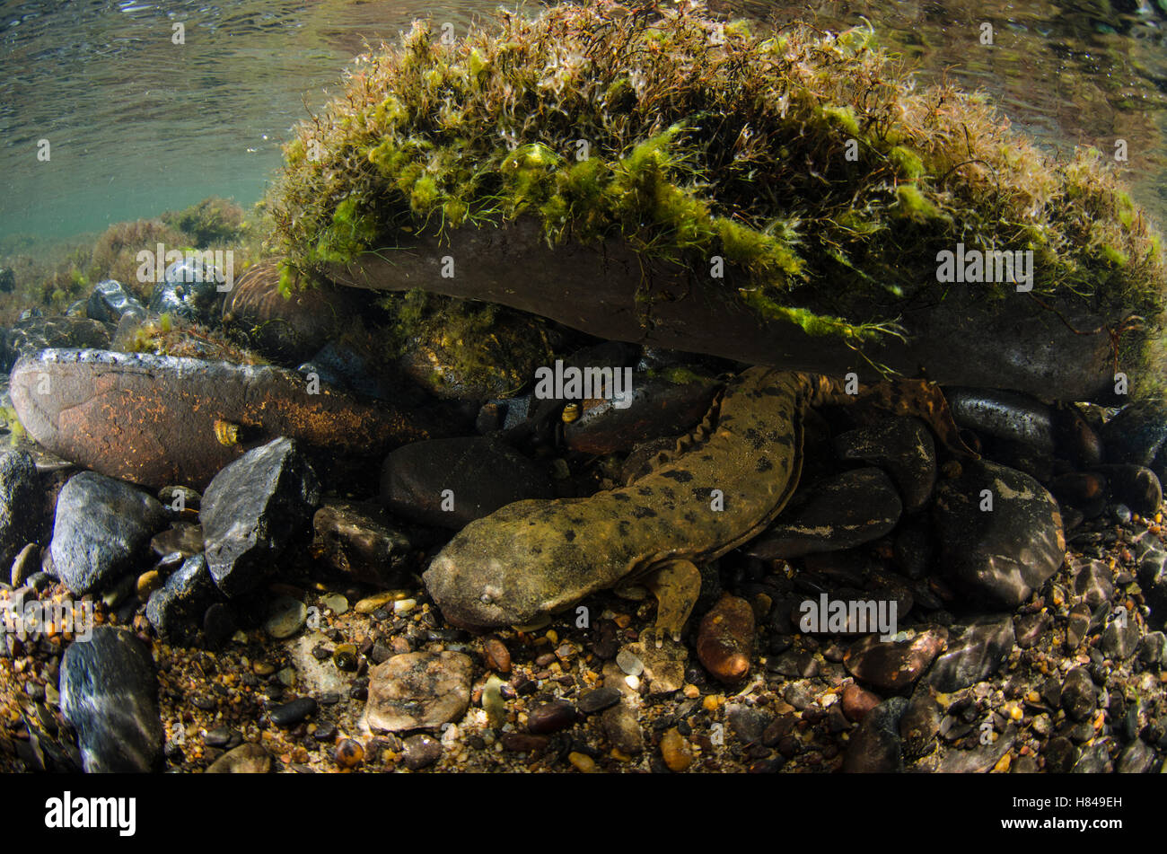 Eastern Hellbender (Cryptobranchus alleganiensis alleganiensis) hiding ...