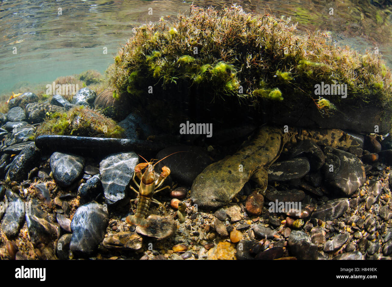 Eastern Hellbender (Cryptobranchus alleganiensis alleganiensis) hiding ...