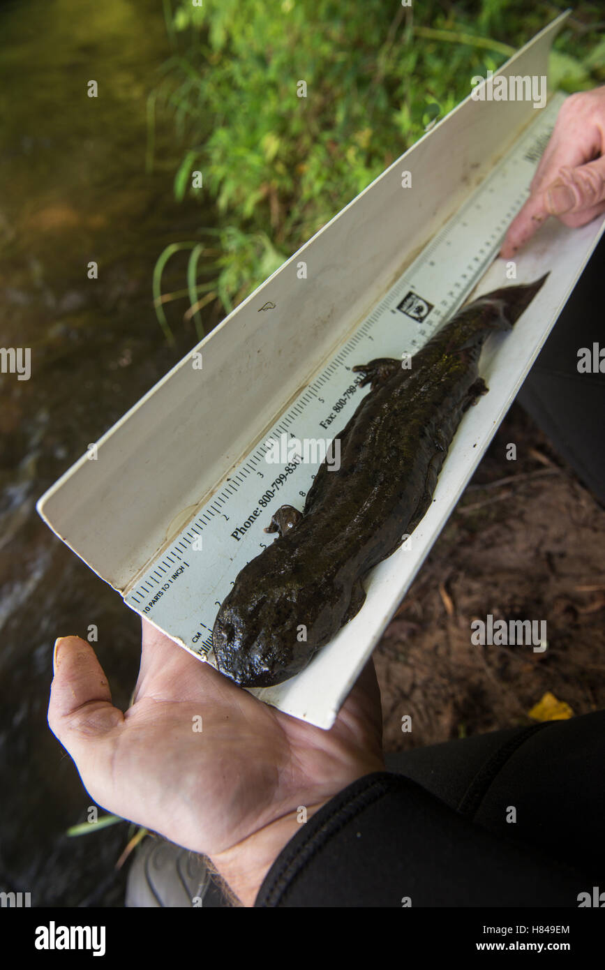 Eastern Hellbender (Cryptobranchus alleganiensis alleganiensis ...