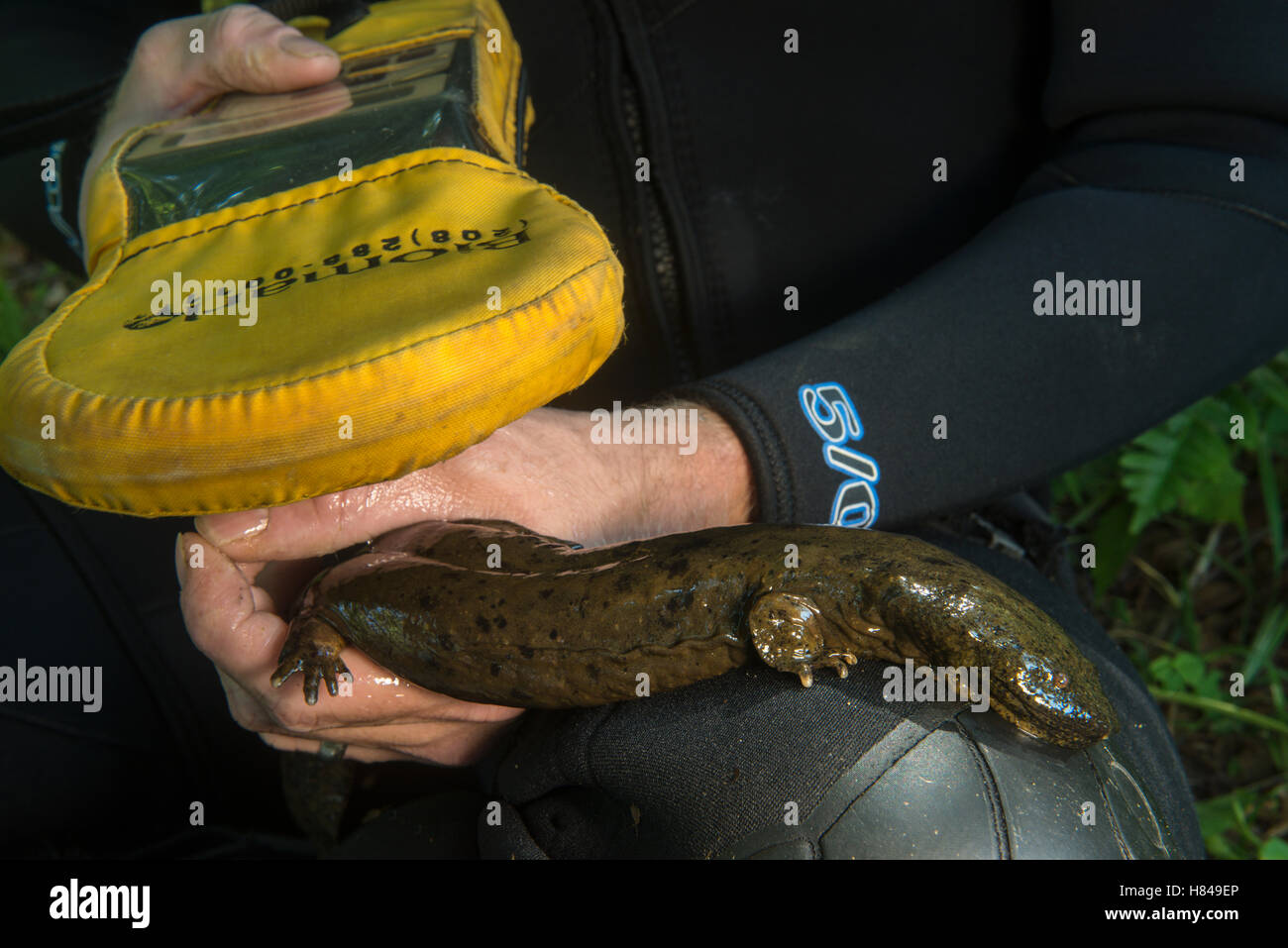 Eastern Hellbender (Cryptobranchus alleganiensis alleganiensis ...
