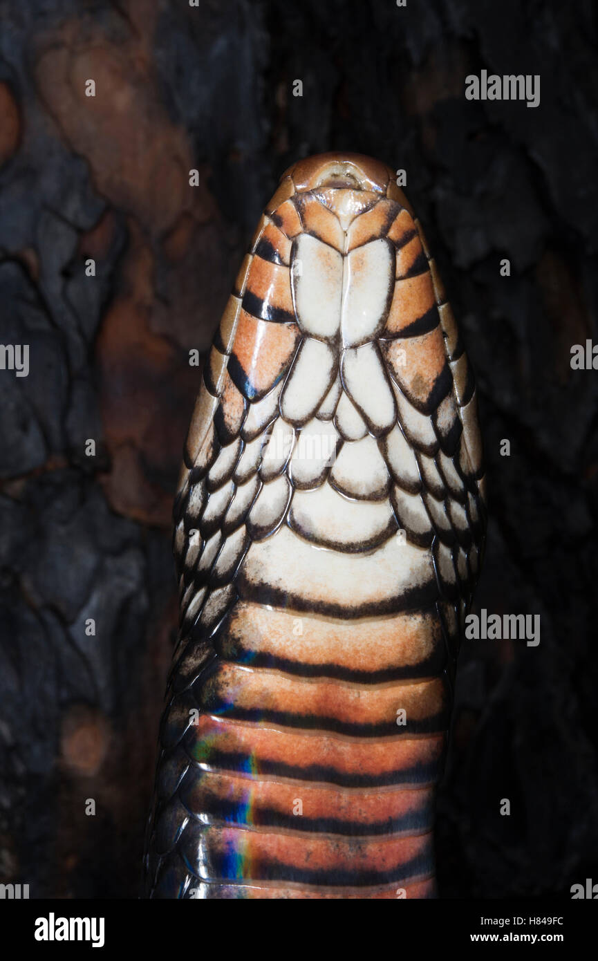 Eastern Indigo Snake (Drymarchon corais couperi) ventral head scales ...