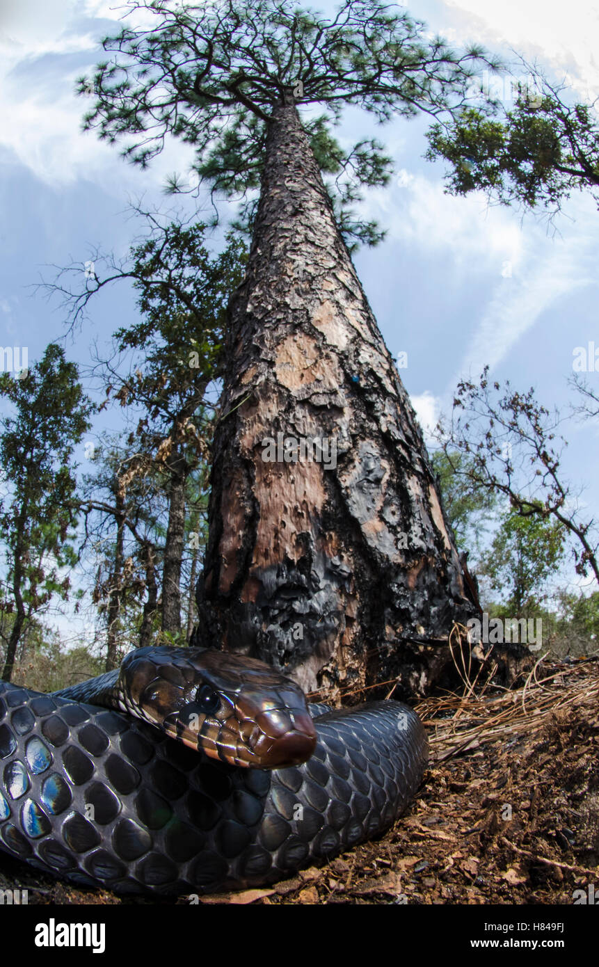 Eastern Indigo Snake (Drymarchon corais couperi) at the base of a ...