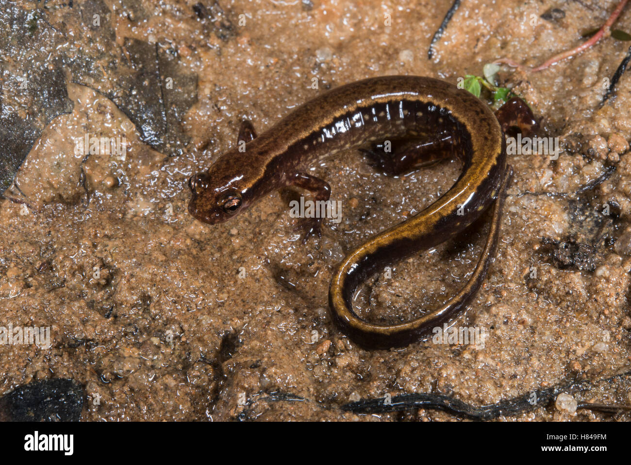 Southern Two-lined Salamander (Eurycea cirrigera), Orianne Indigo Snake ...