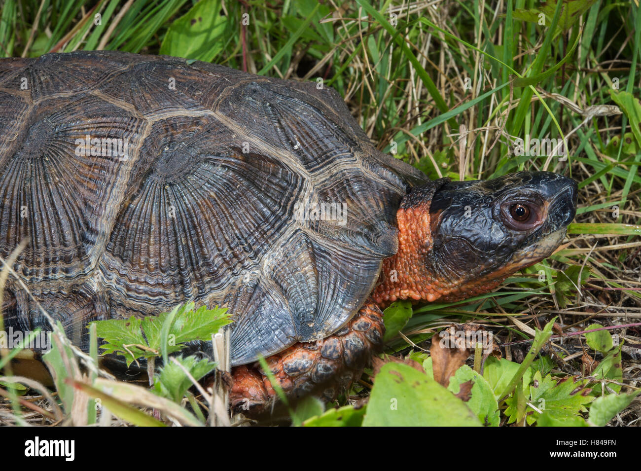 Wood Turtle (Glyptemys insculpta), native to North America Stock Photo ...