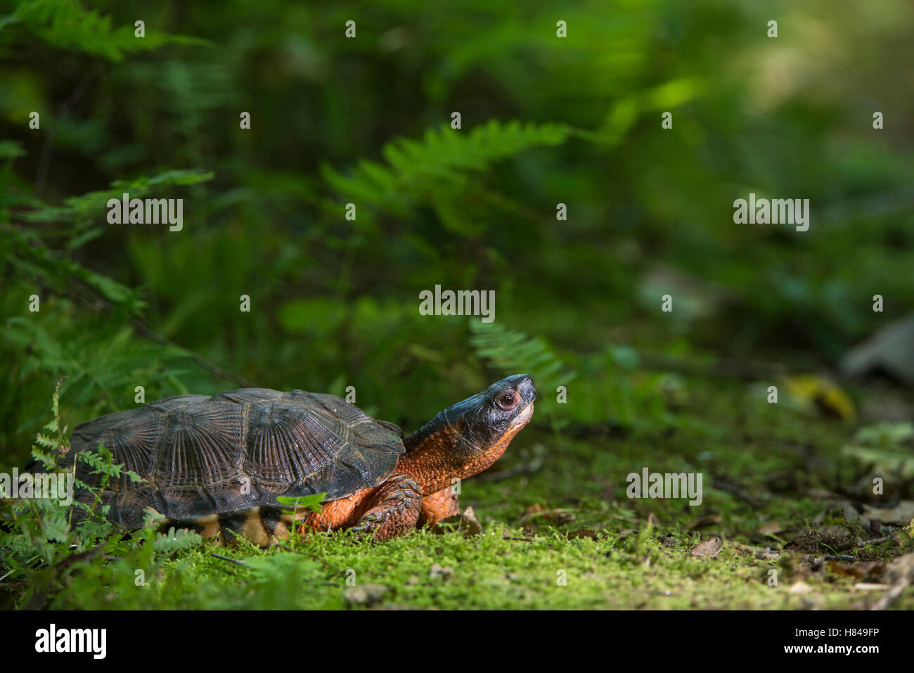 Wood Turtle (Glyptemys insculpta), native to North America Stock Photo ...
