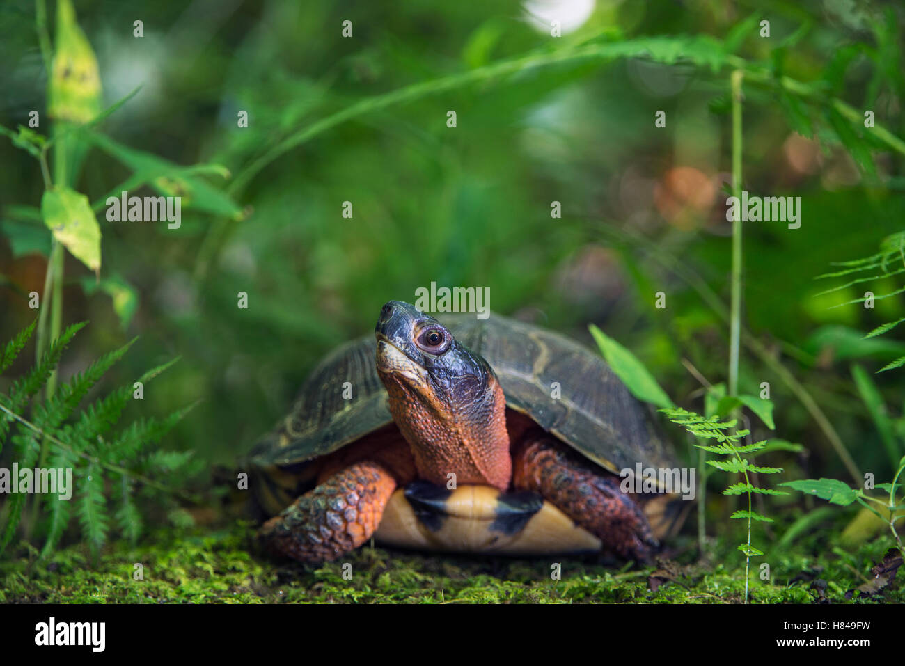 Wood Turtle (Glyptemys insculpta), native to North America Stock Photo ...