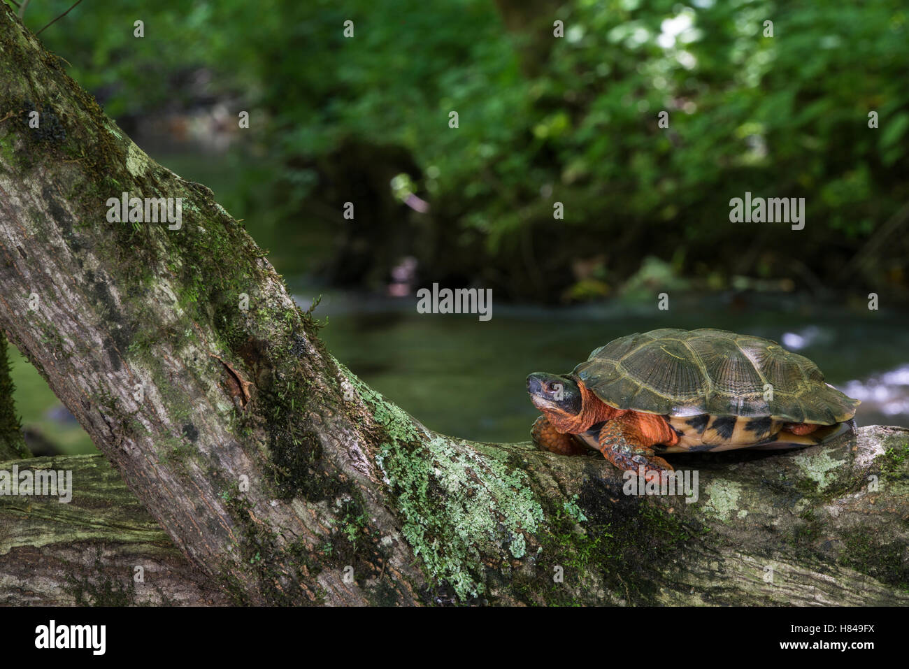 Wood Turtle (Glyptemys insculpta) near river, native to North America ...