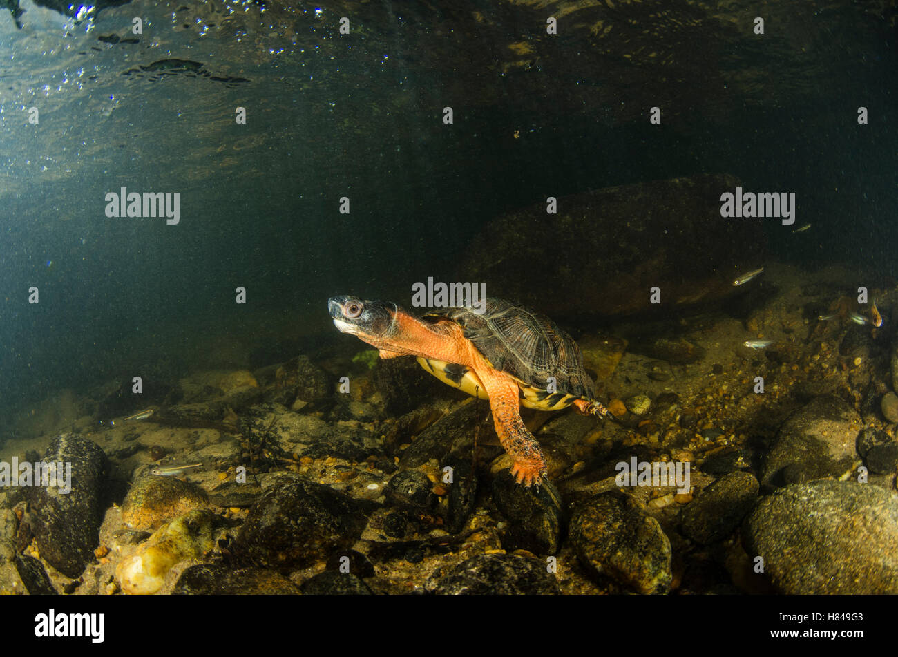 Wood Turtle (Glyptemys insculpta) swimming, native to North America ...
