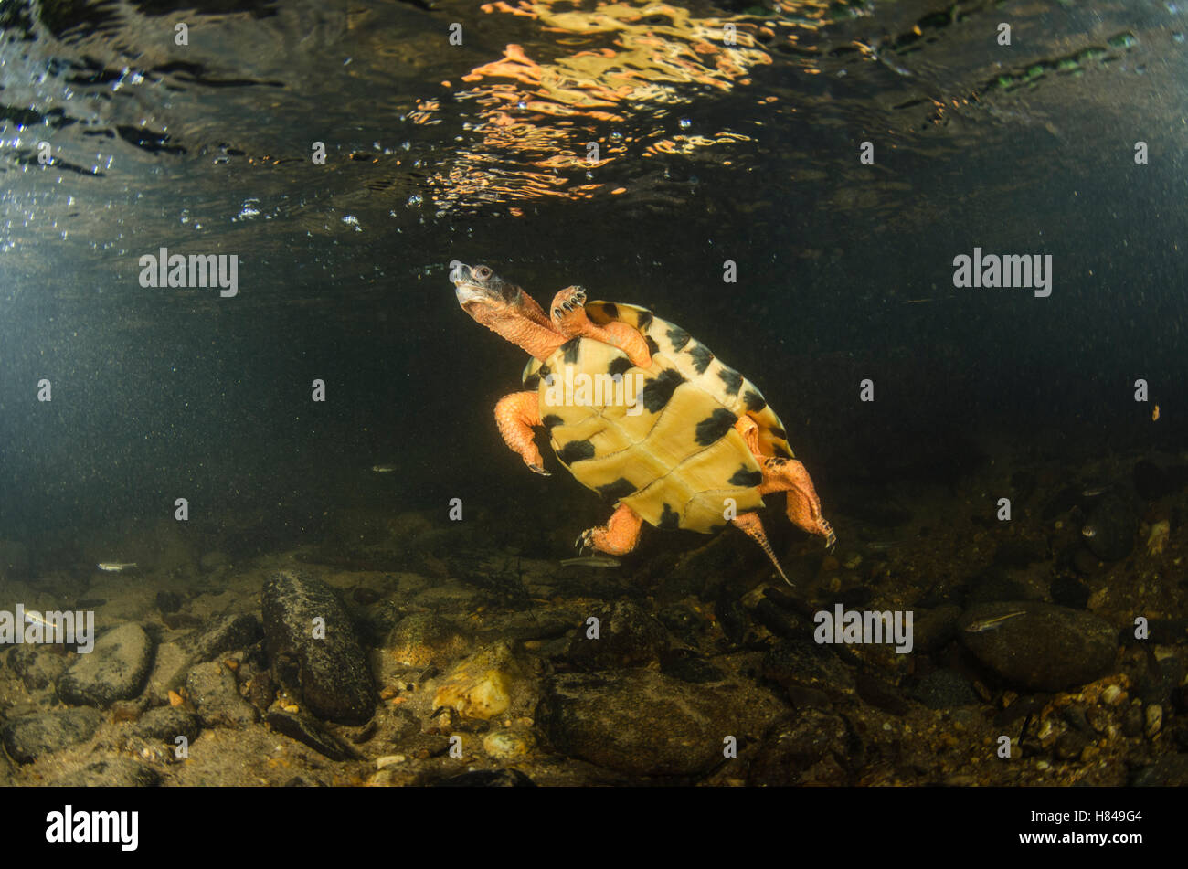 Wood Turtle (Glyptemys insculpta) swimming, native to North America ...