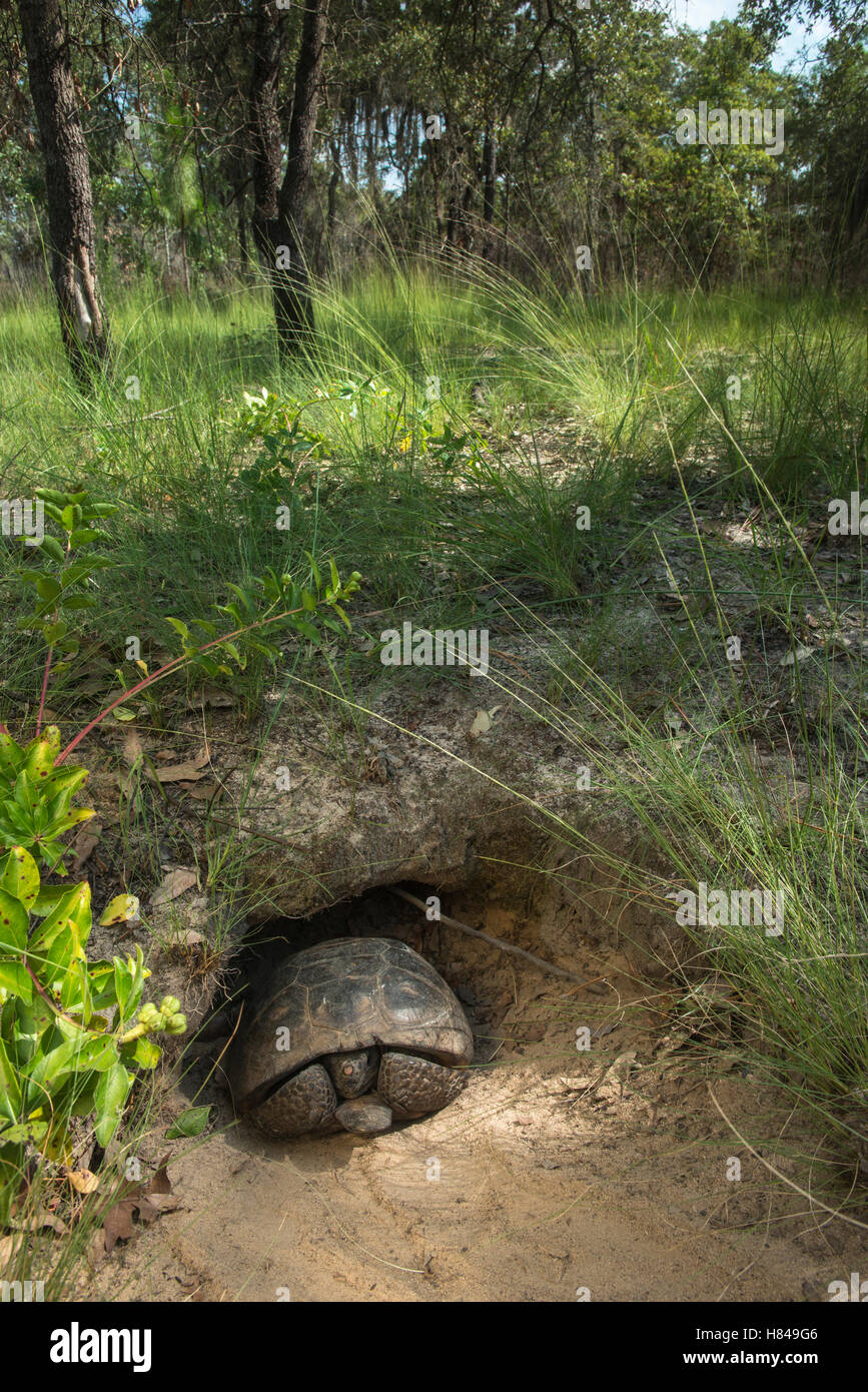 Florida Gopher Tortoise (Gopherus polyphemus) at burrow, Orianne Indigo ...