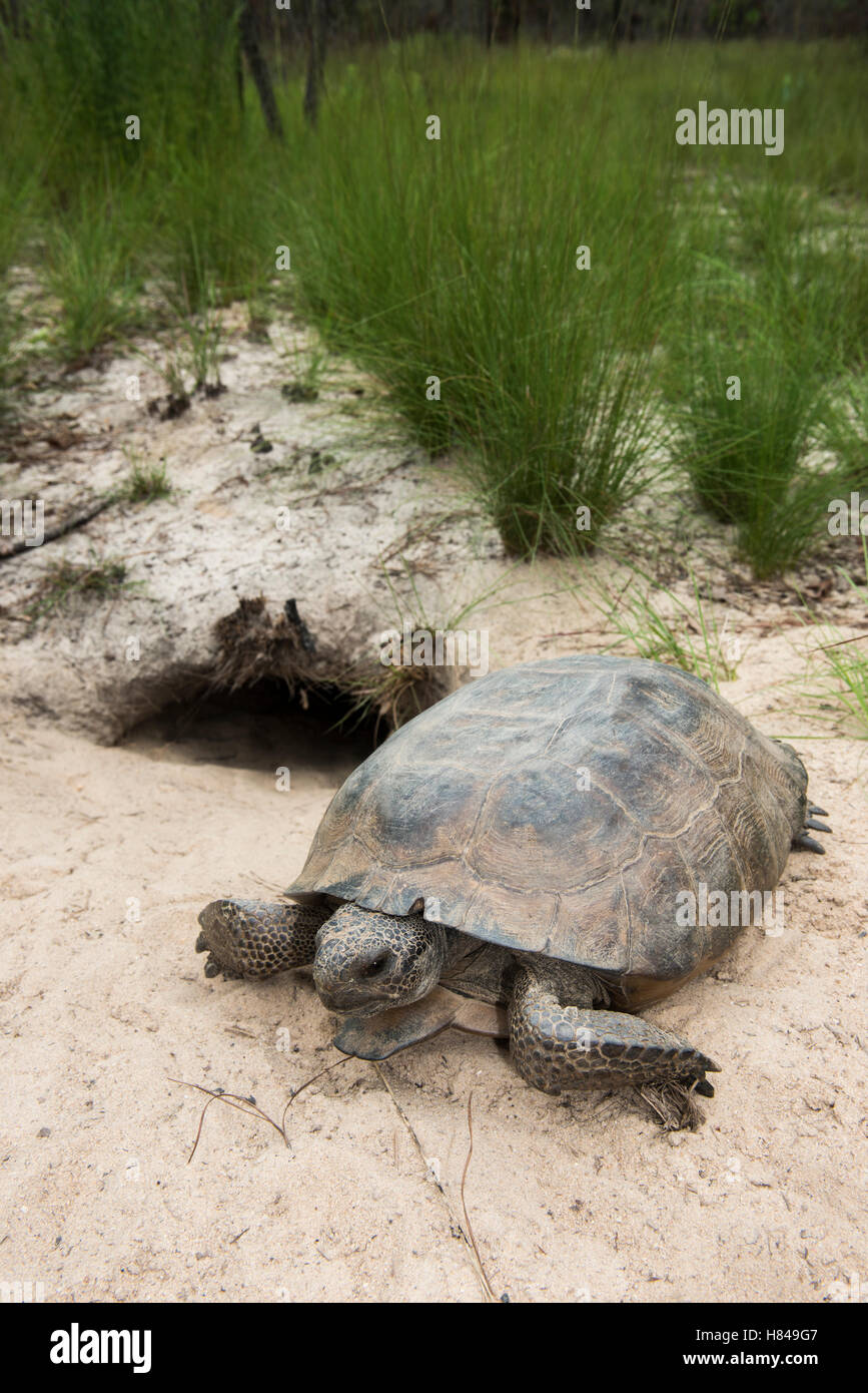 Florida Gopher Tortoise (Gopherus polyphemus) at burrow, Orianne Indigo ...