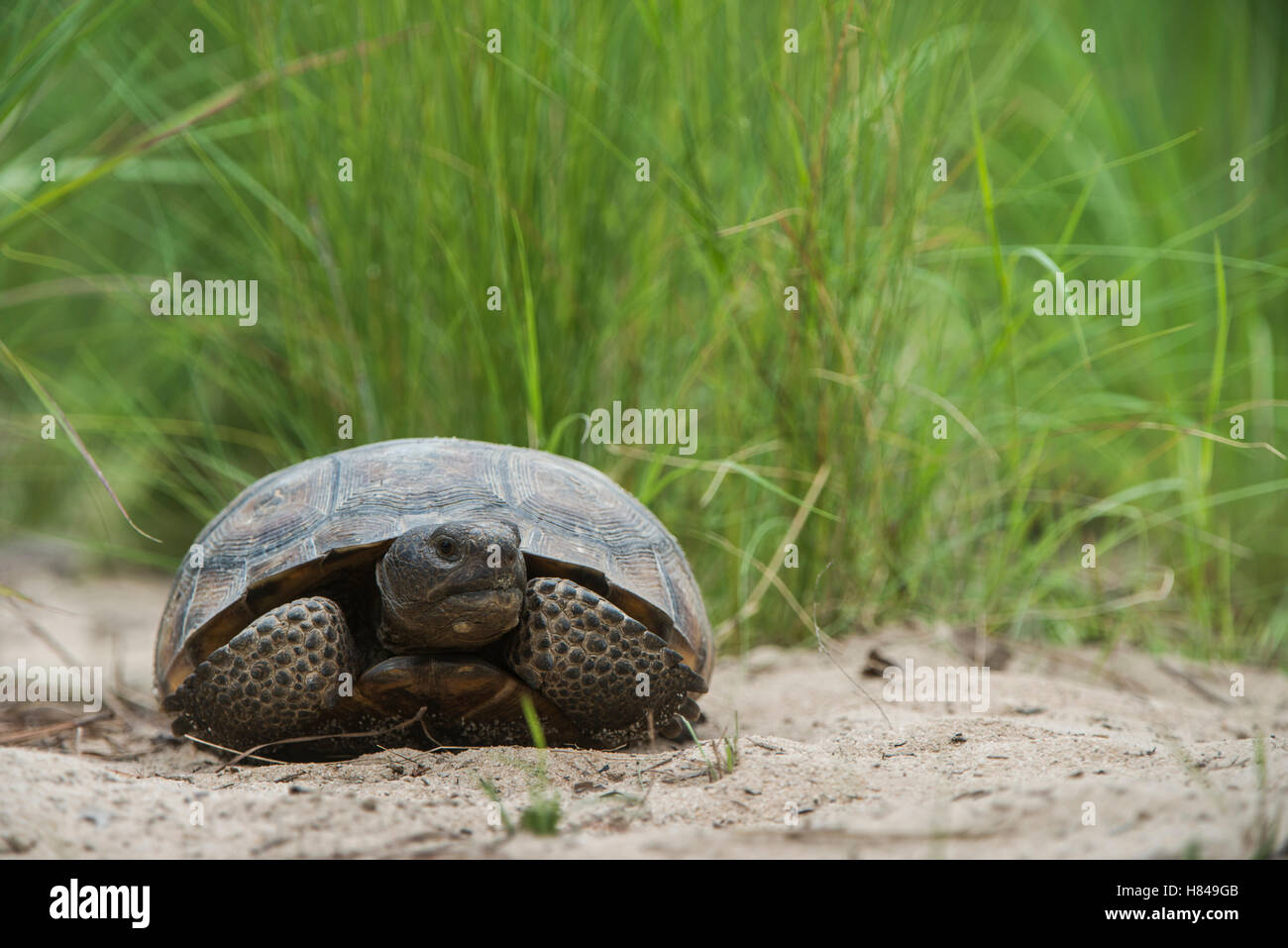 Florida Gopher Tortoise (Gopherus polyphemus) female, Orianne Indigo ...