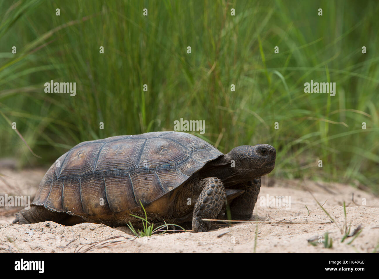 Florida Gopher Tortoise (Gopherus polyphemus) female, Orianne Indigo ...