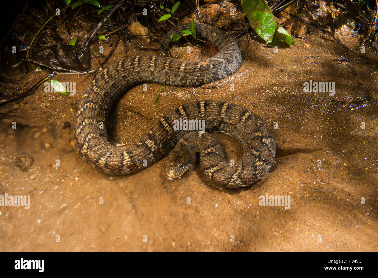Northern Water Snake (Nerodia sipedon) entering water, Georgia Stock ...