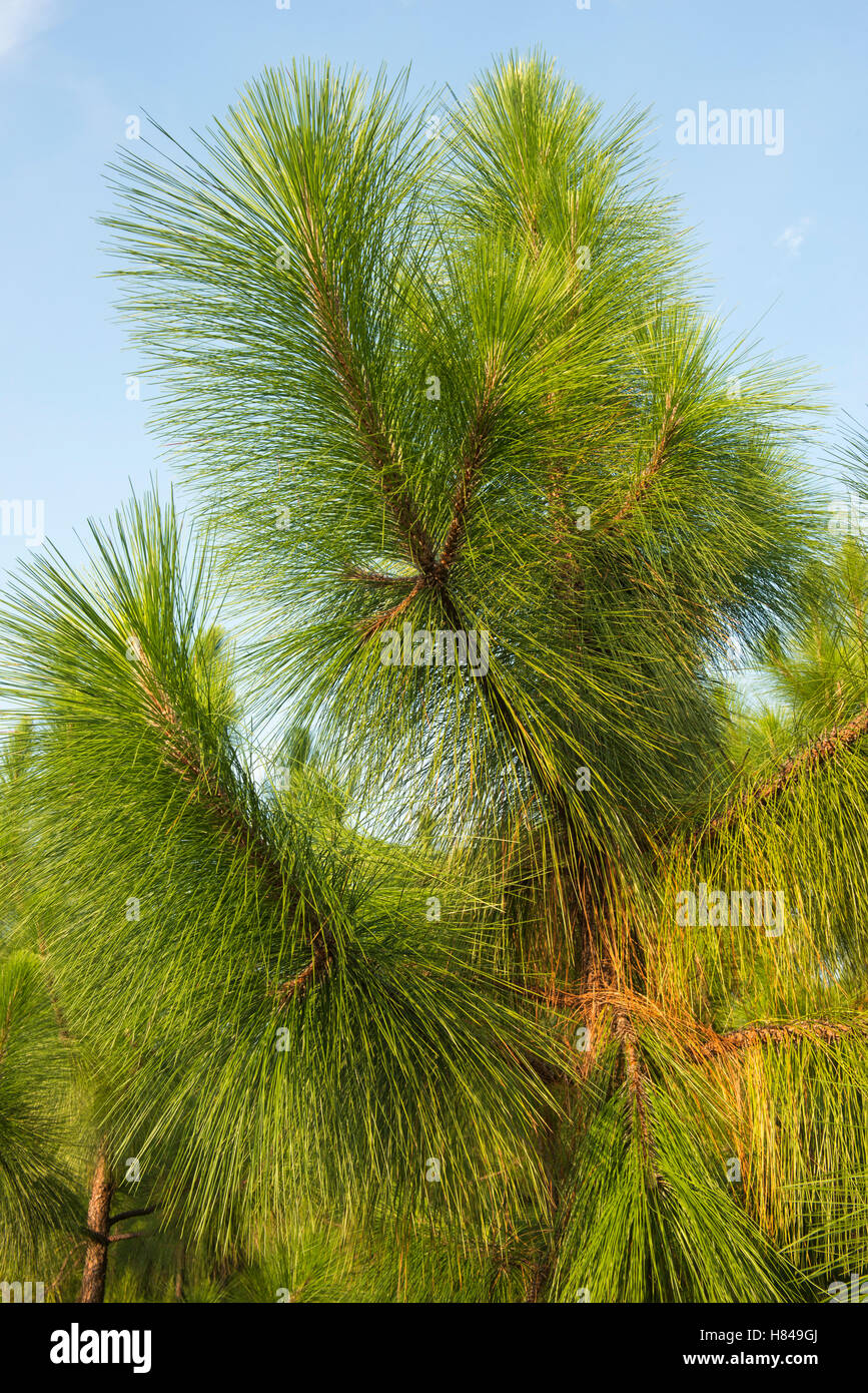 Longleaf Pine (Pinus palustris) branch, Georgia Stock Photo - Alamy