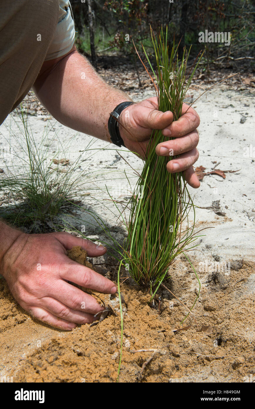 Longleaf Pine (Pinus palustris) being planted as part of habitat restoration, Georgia Stock ...