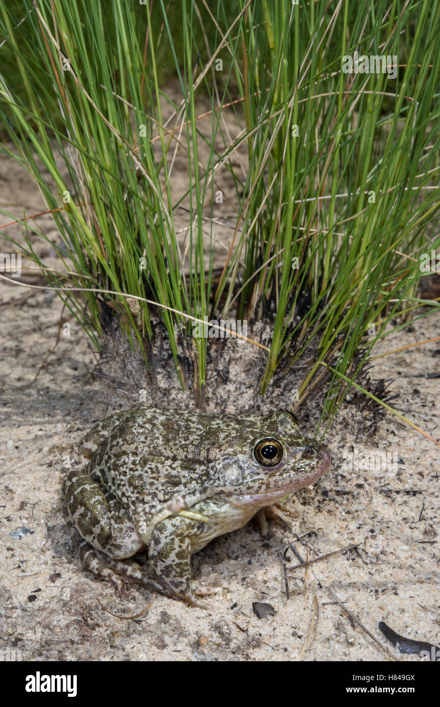 Gopher Frog (Rana capito), Orianne Indigo Snake Preserve, Georgia Stock ...