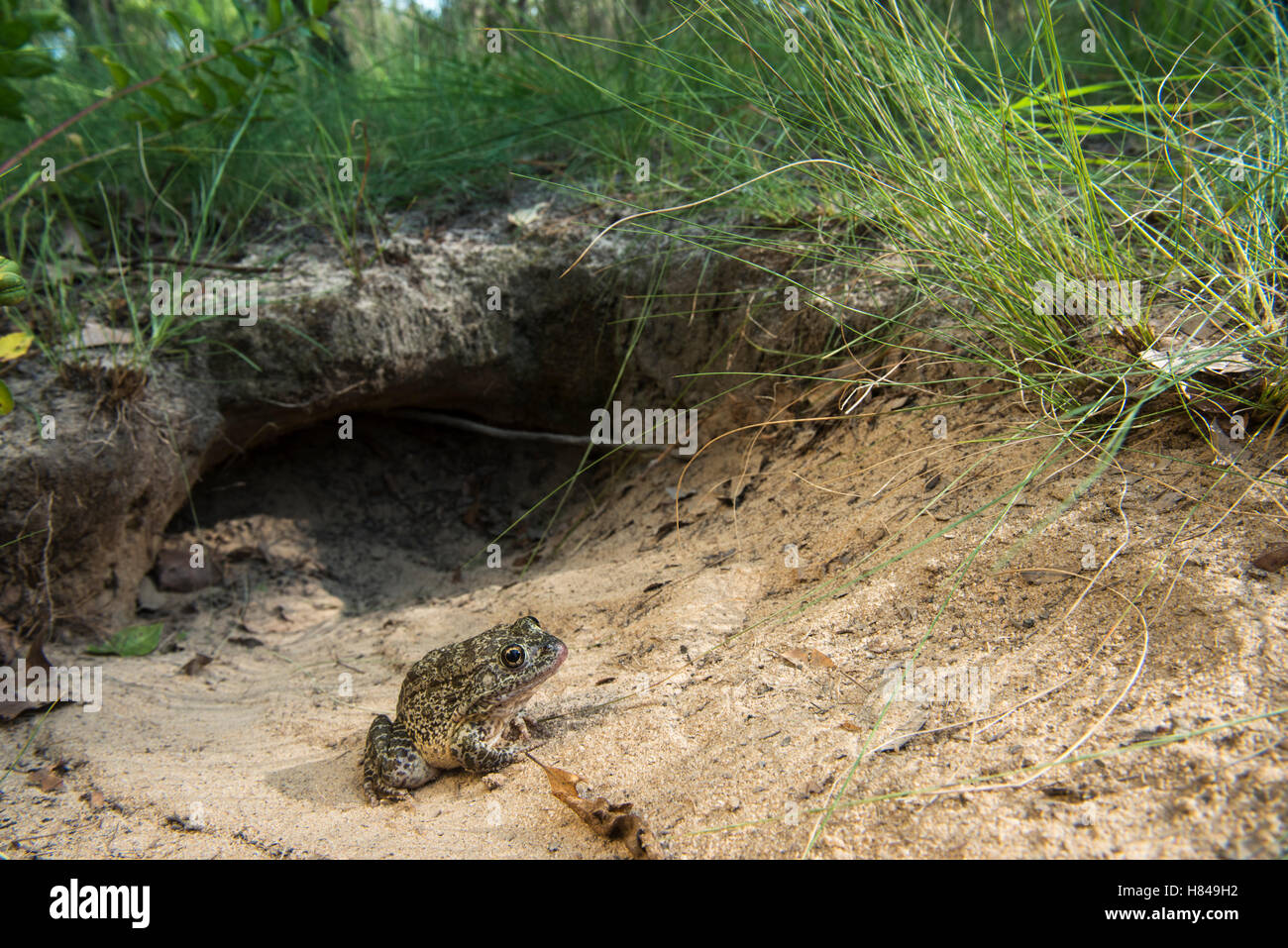 Gopher Frog (Rana capito) at burrow, Orianne Indigo Snake Preserve ...