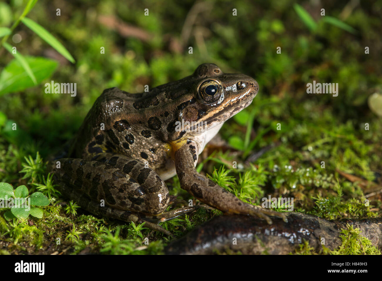 Pickerel Frog (Rana palustris), Orianne Indigo Snake Preserve, Georgia ...