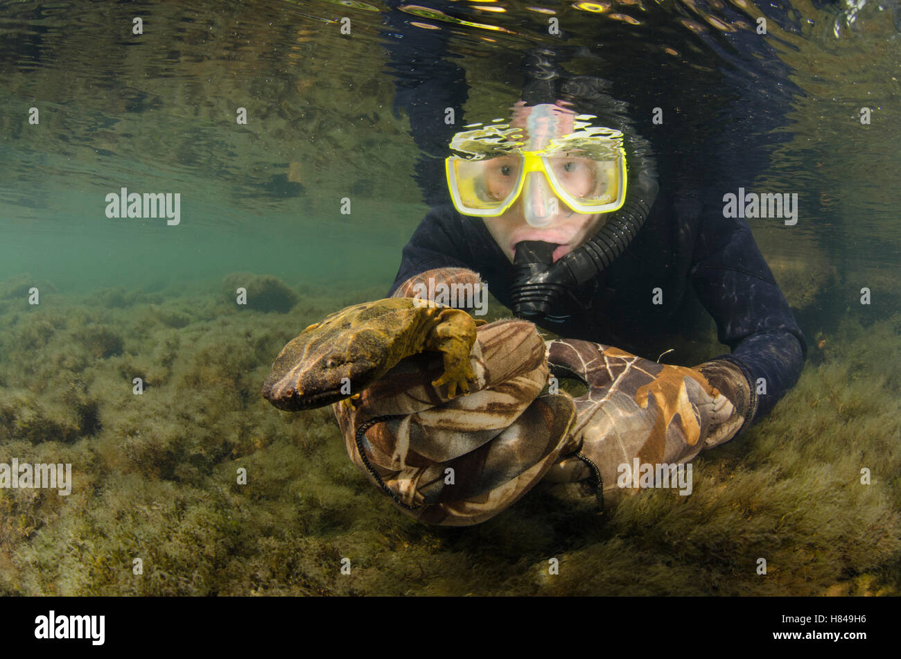 Eastern Hellbender (Cryptobranchus alleganiensis alleganiensis ...
