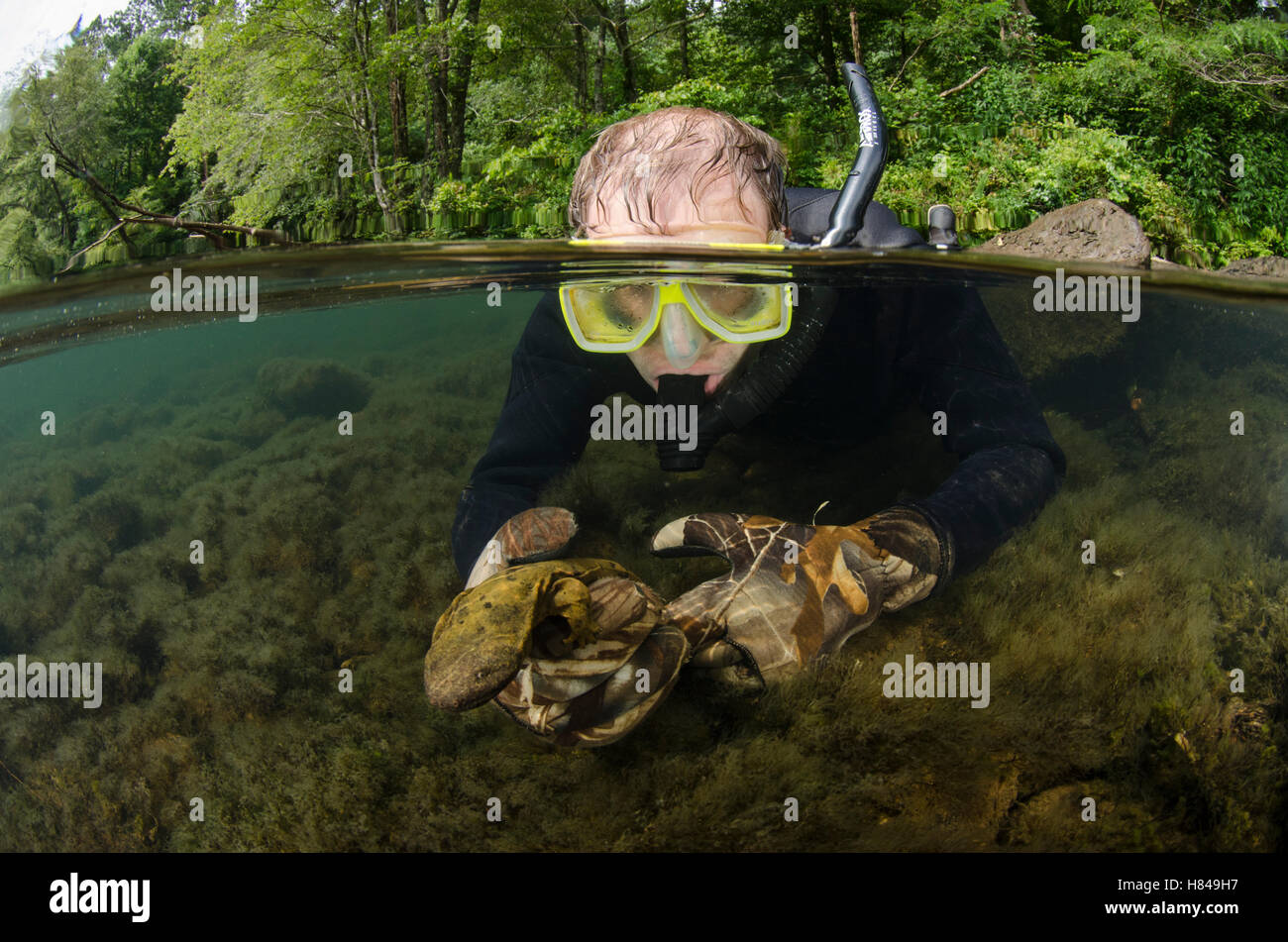 Eastern Hellbender (Cryptobranchus alleganiensis alleganiensis ...