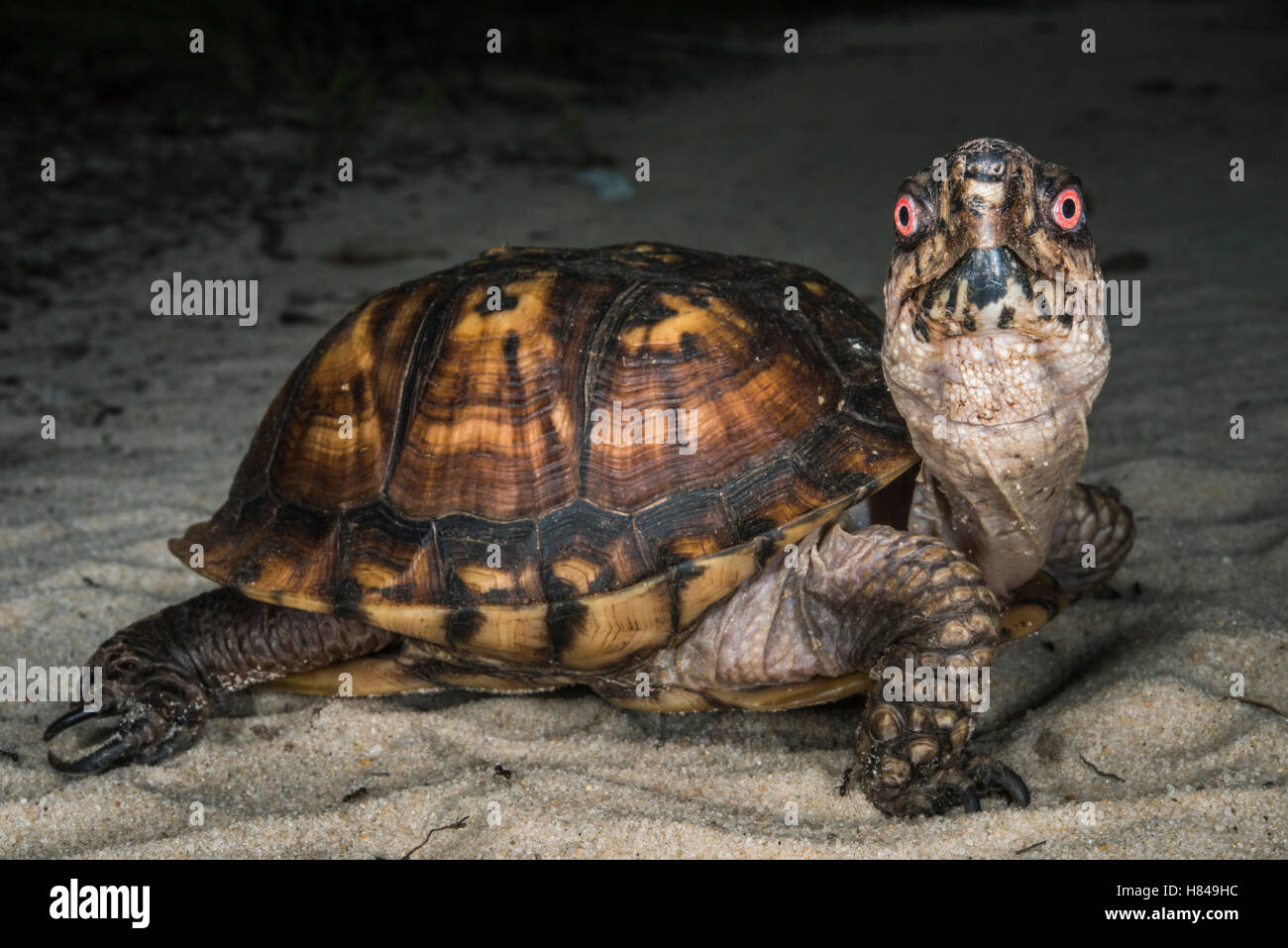Eastern Box Turtle (Terrapene carolina), Orianne Indigo Snake Preserve ...