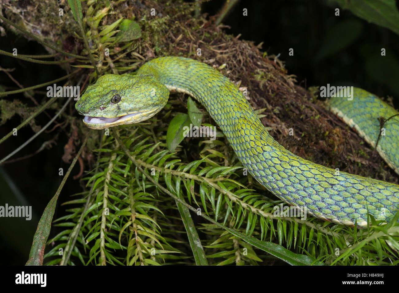 Eyelash Viper (Bothriechis schlegelii), native to Central and South ...