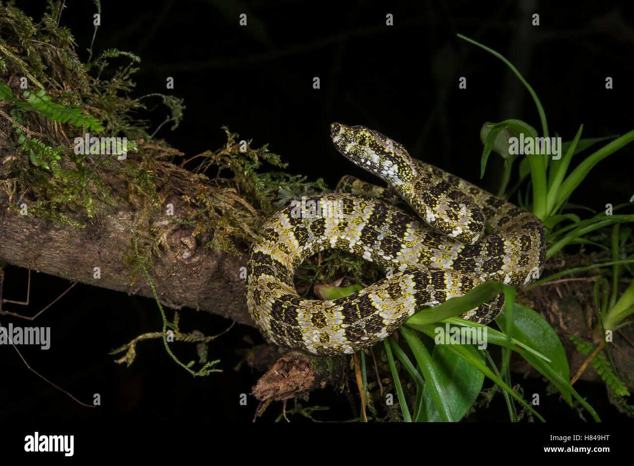 Speckled Forest Pit Viper (Bothriopsis taeniata), native to South ...