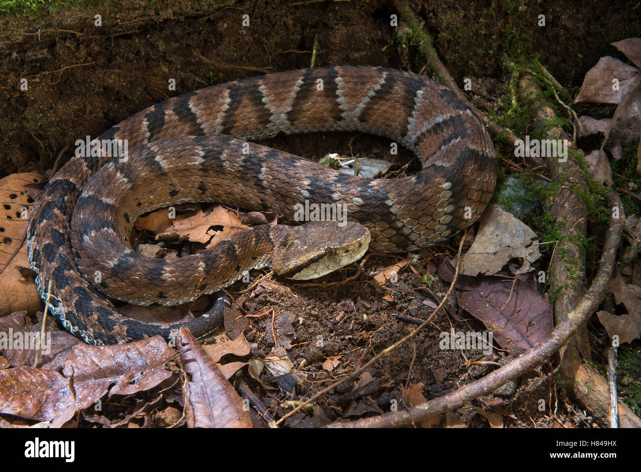 Toadheaded Pitviper (Bothrocophias microphthalmus), native to South ...