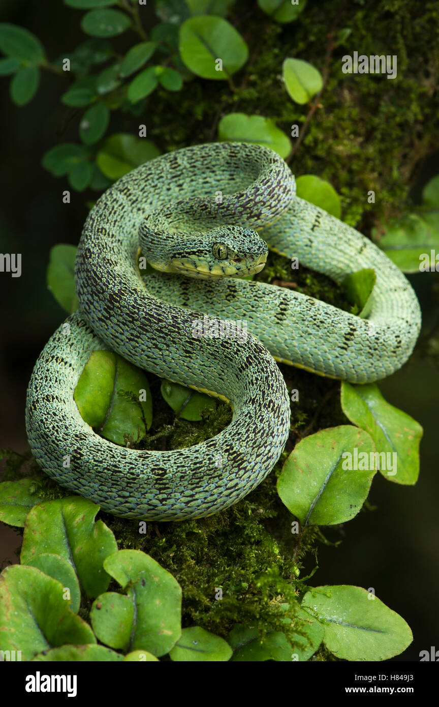 Two-striped Forest Pitviper (Bothriopsis bilineata smaragdinus), native ...