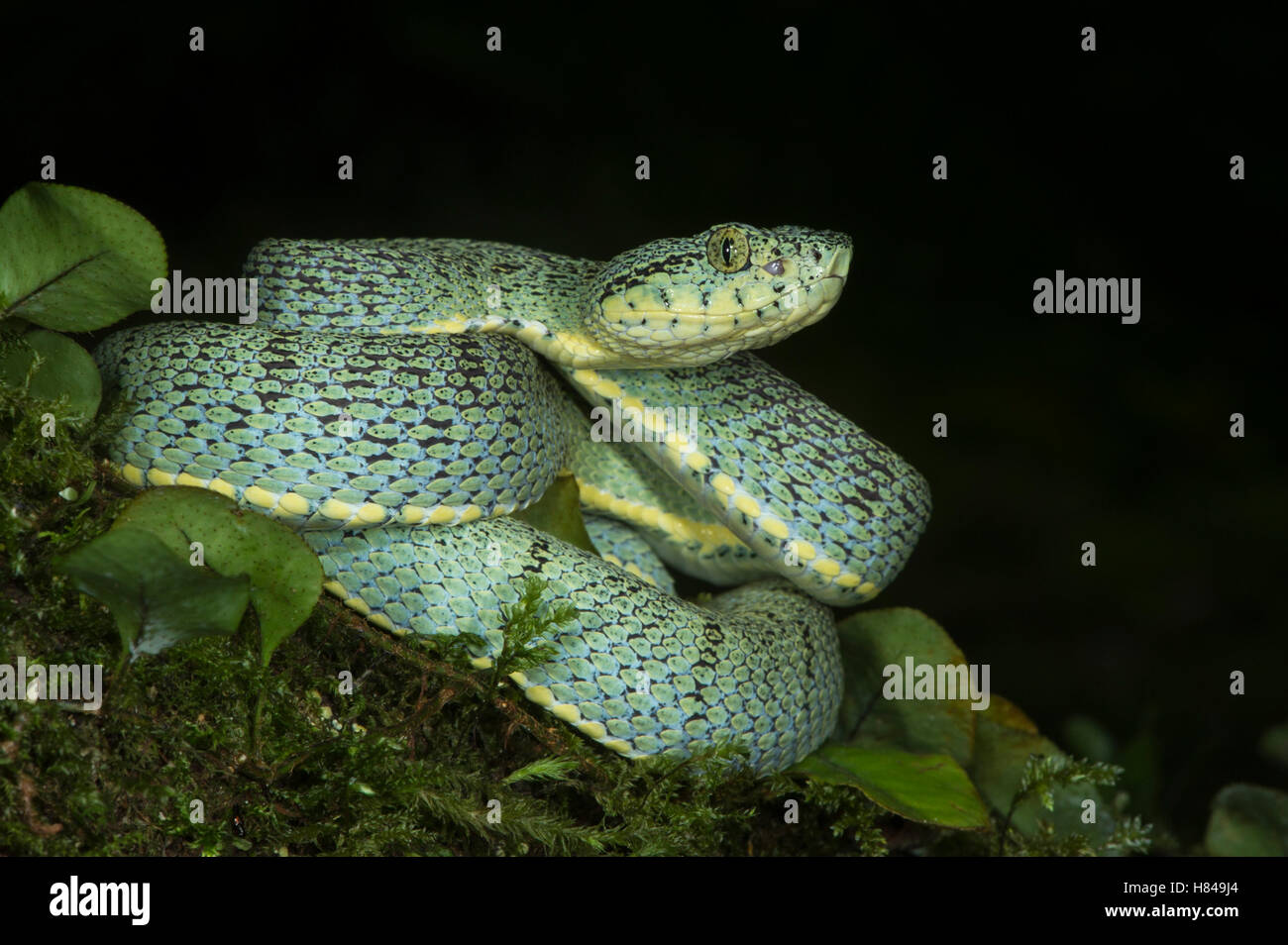 Two-striped Forest Pitviper (Bothriopsis bilineata smaragdinus) in ...
