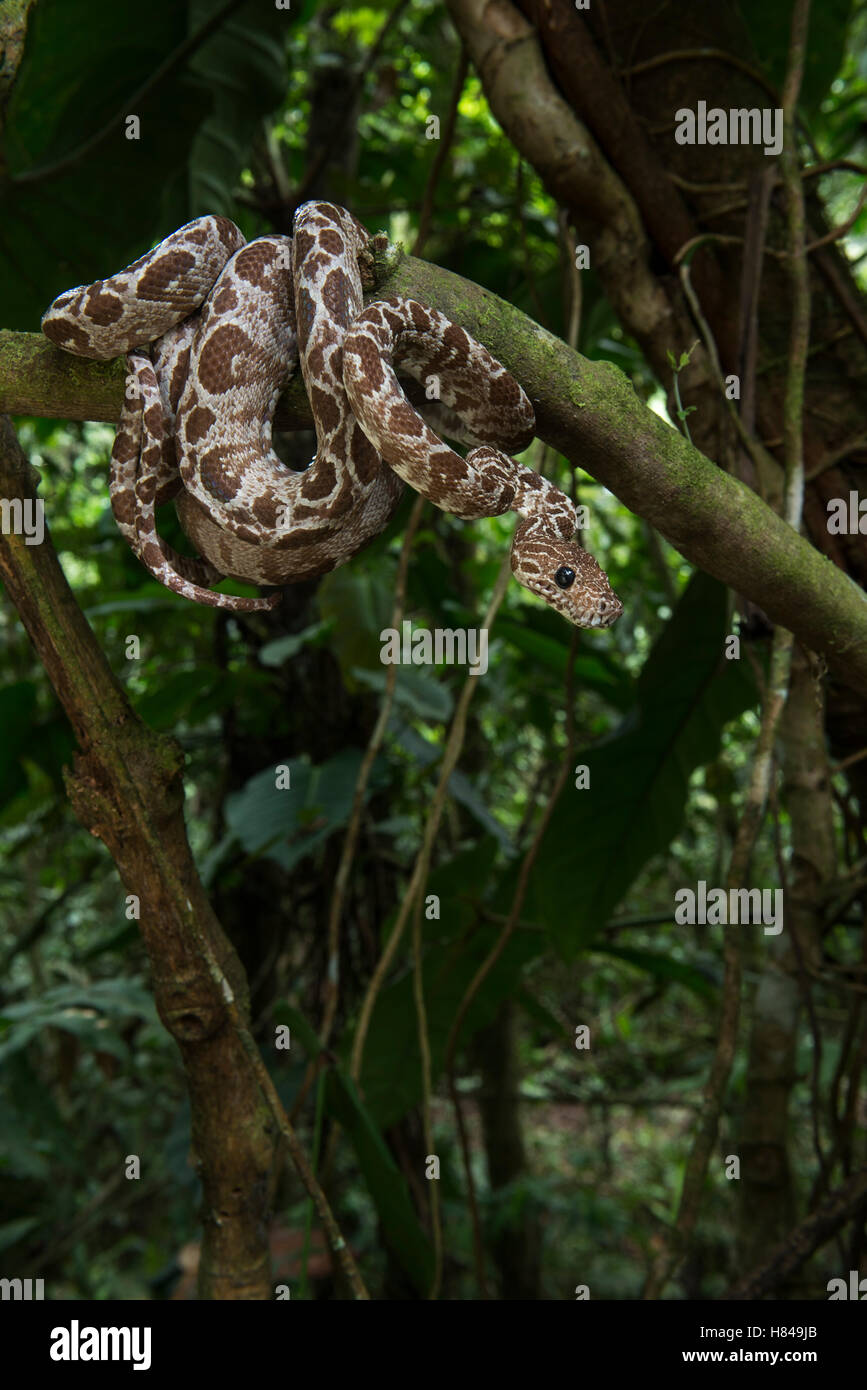 Common Tree Boa (Corallus hortulanus) juvenile in rainforest, native to ...