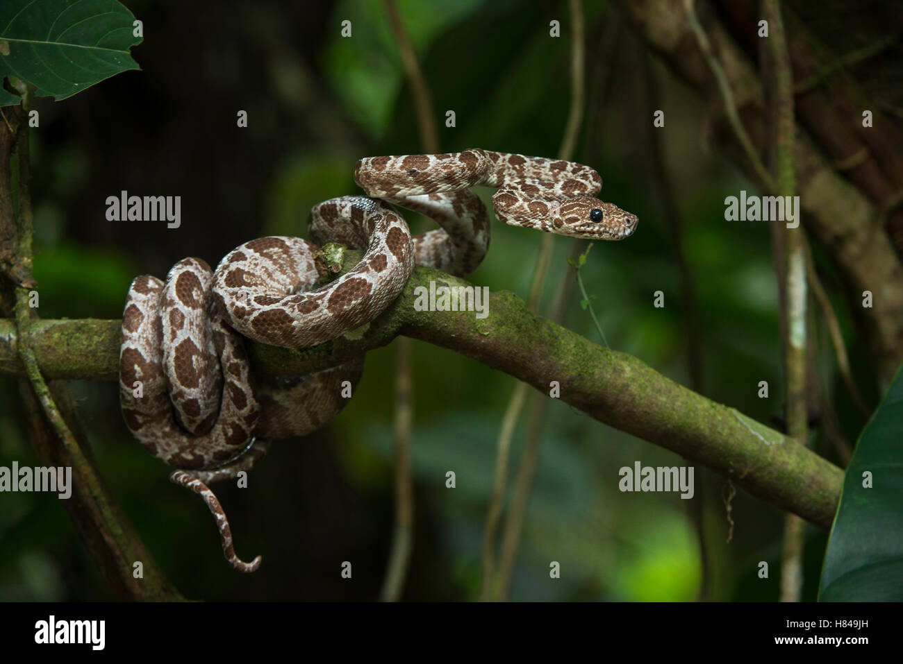 Common Tree Boa (Corallus hortulanus) juvenile in defensive posture ...