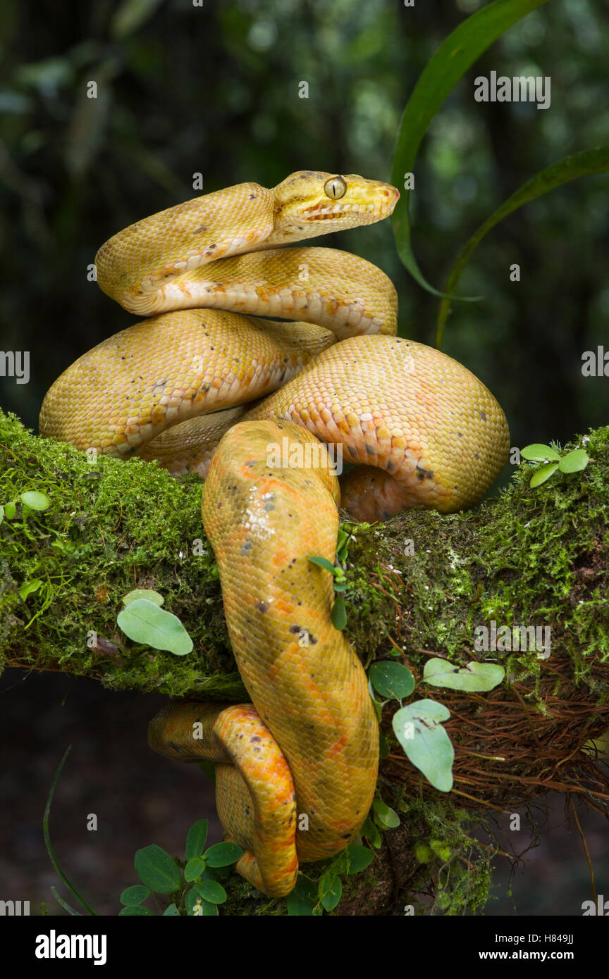 Common Tree Boa (Corallus hortulanus) yellow morph in defensive posture ...