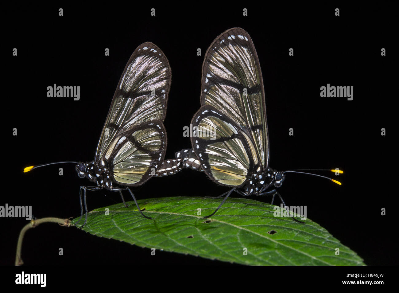 Nymphalid Butterfly (Methona grandior) pair mating, Mindo Cloud Forest ...